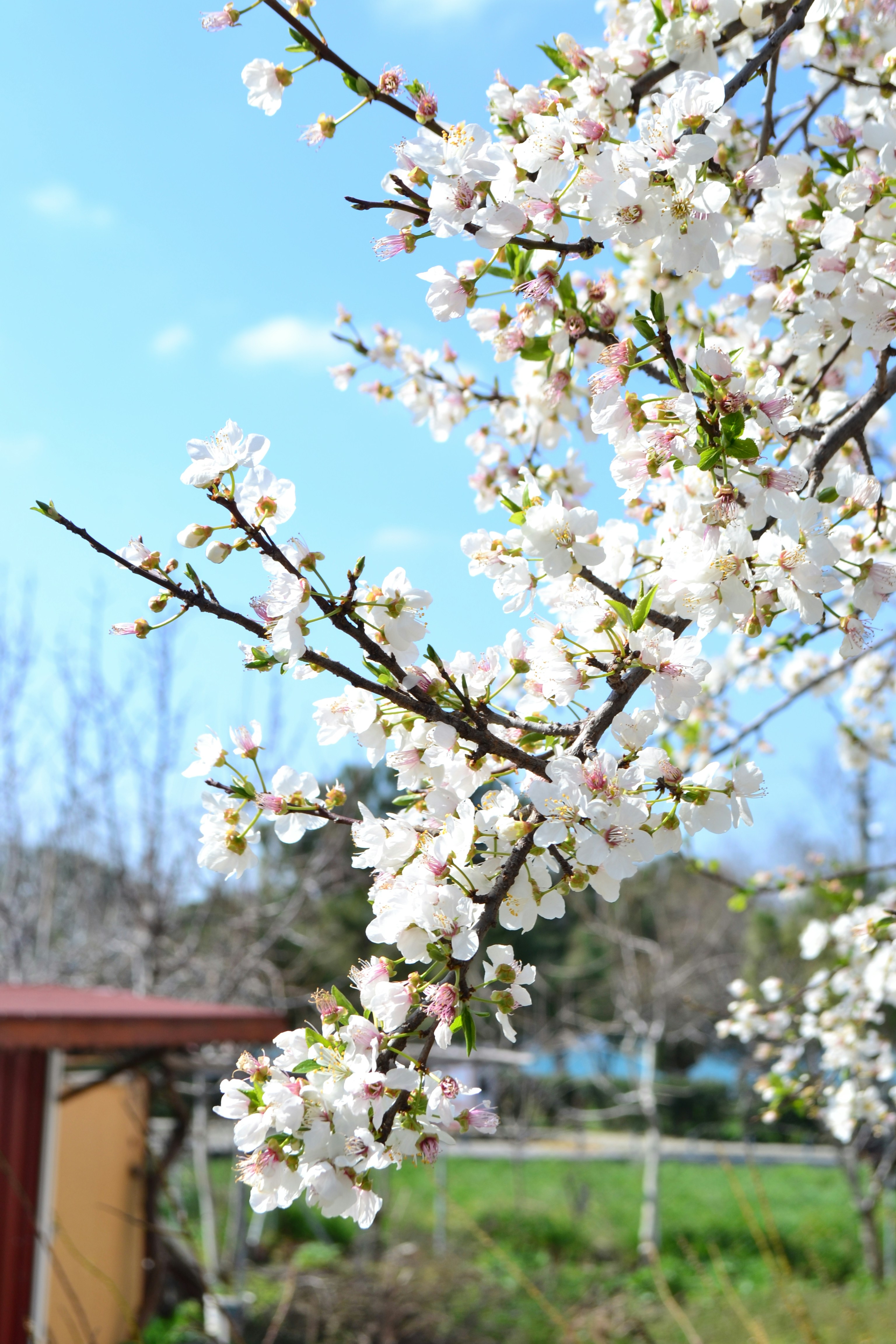 Blossoms in a Bright Blue Spring Sky