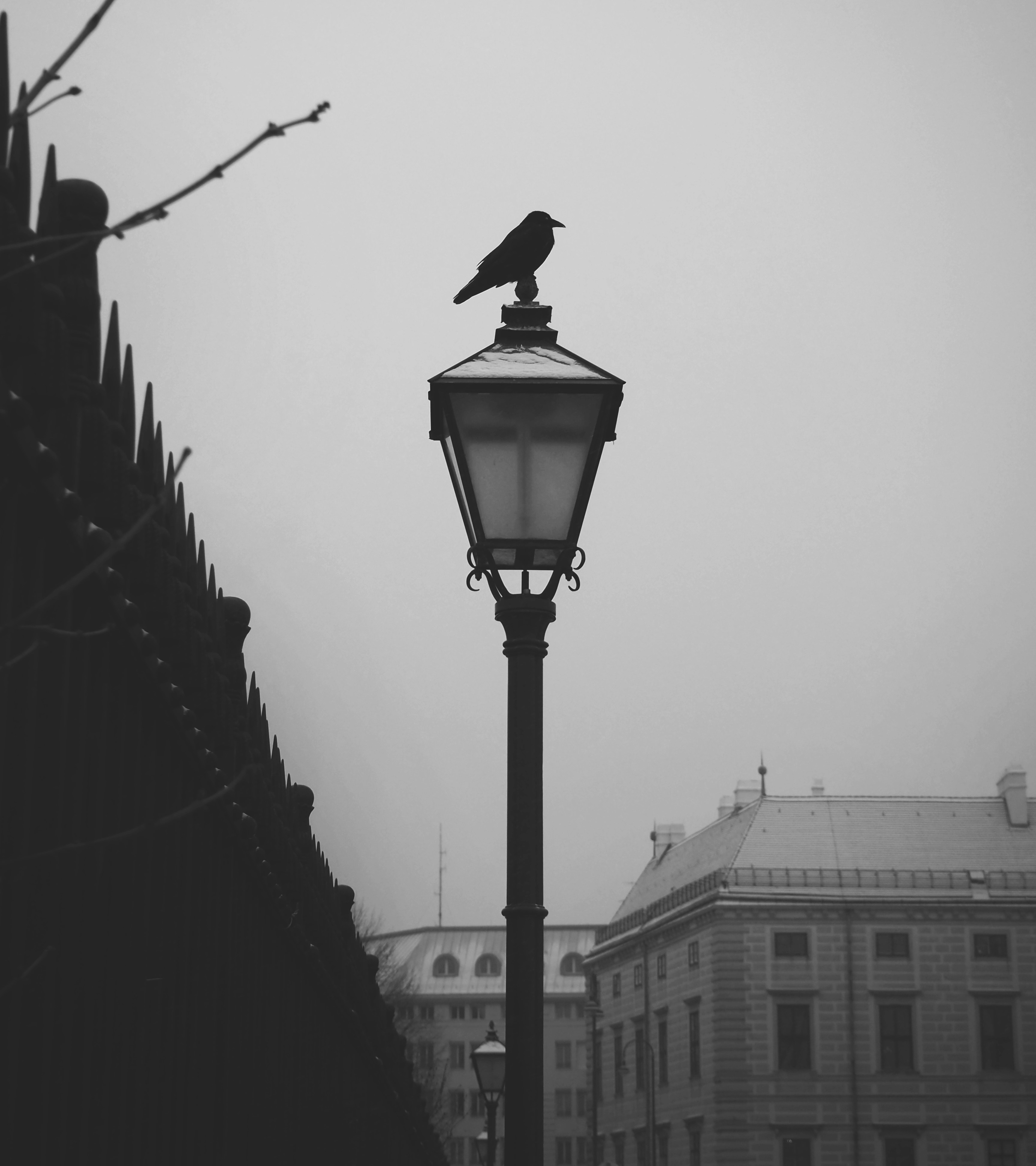 Raven on a Lantern: A Quiet Falcon Loft Over an Urban Landscape