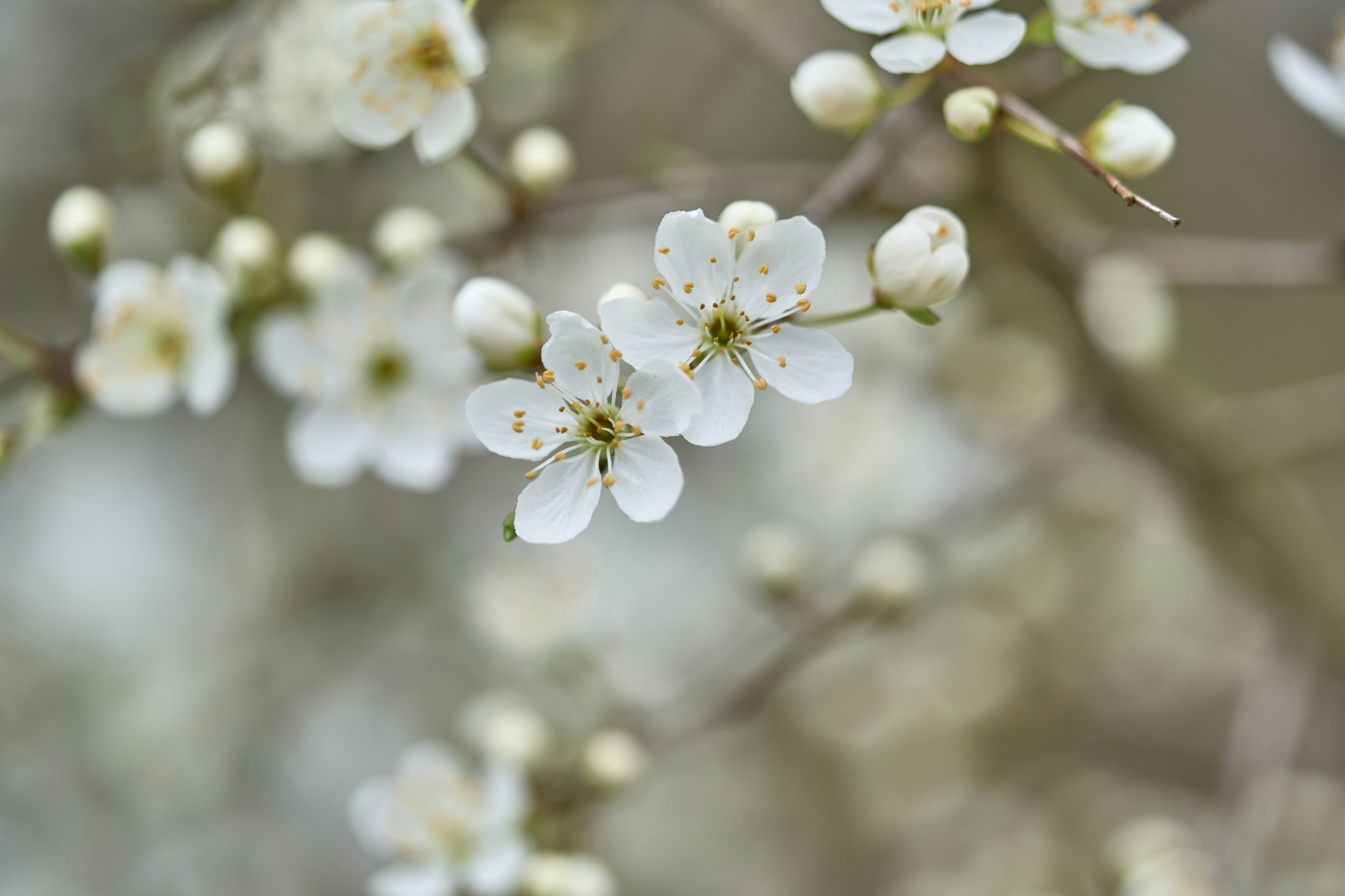 Delicate white blossoms on a tree branch.
