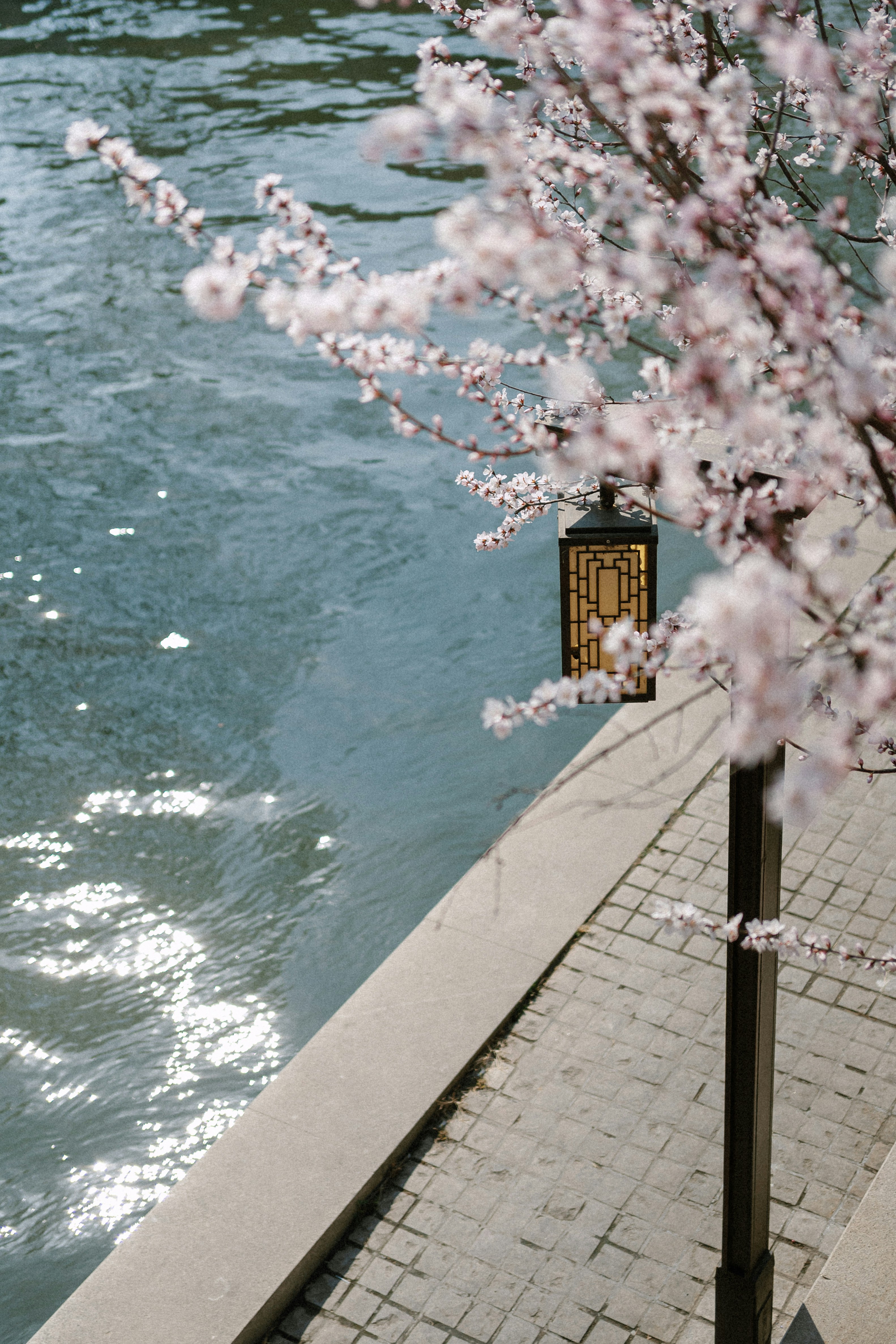 Cherry Blossom Lantern Over Riverside Walk