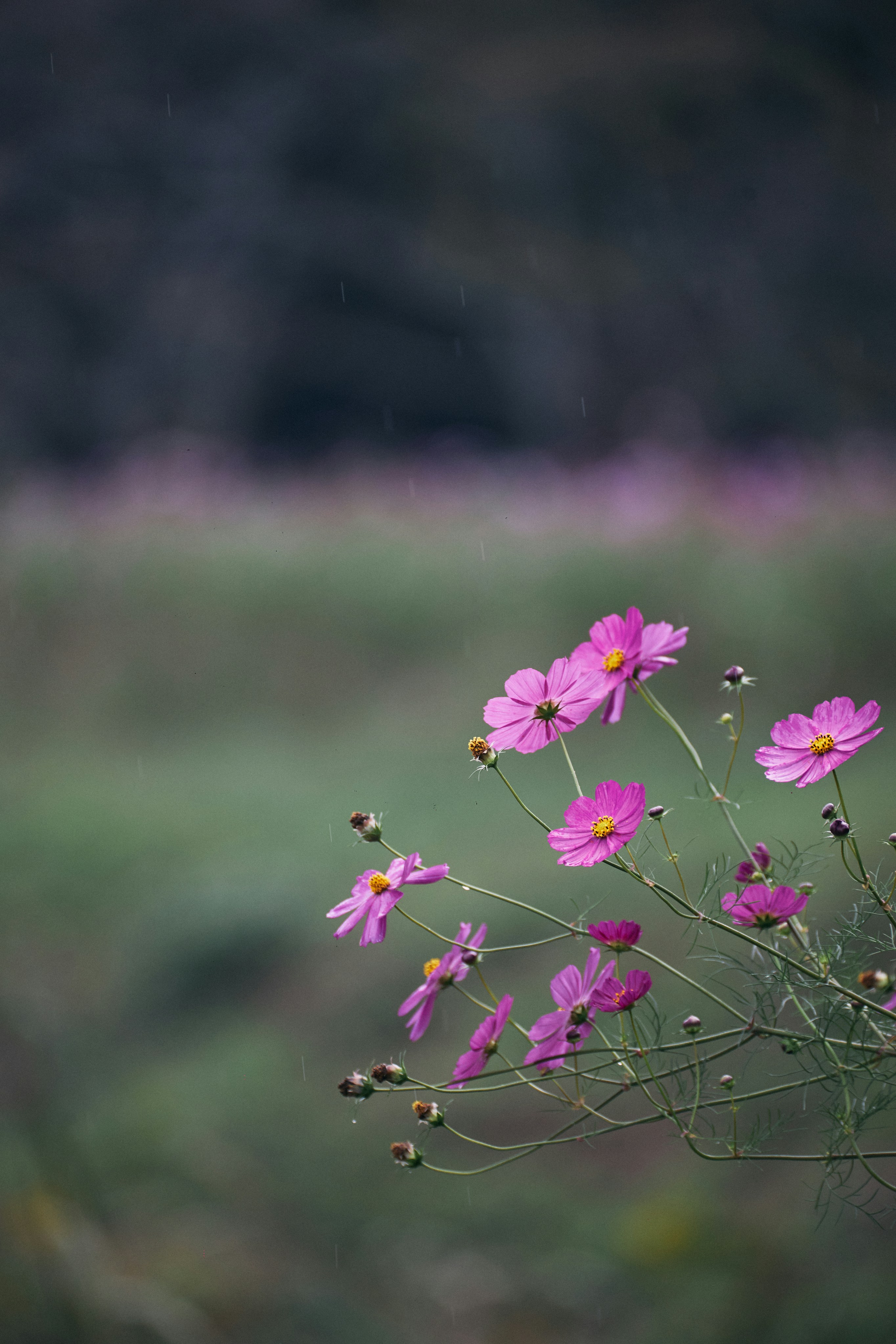 Pink Cosmos in a Soft Rain–Front-Field Focus
