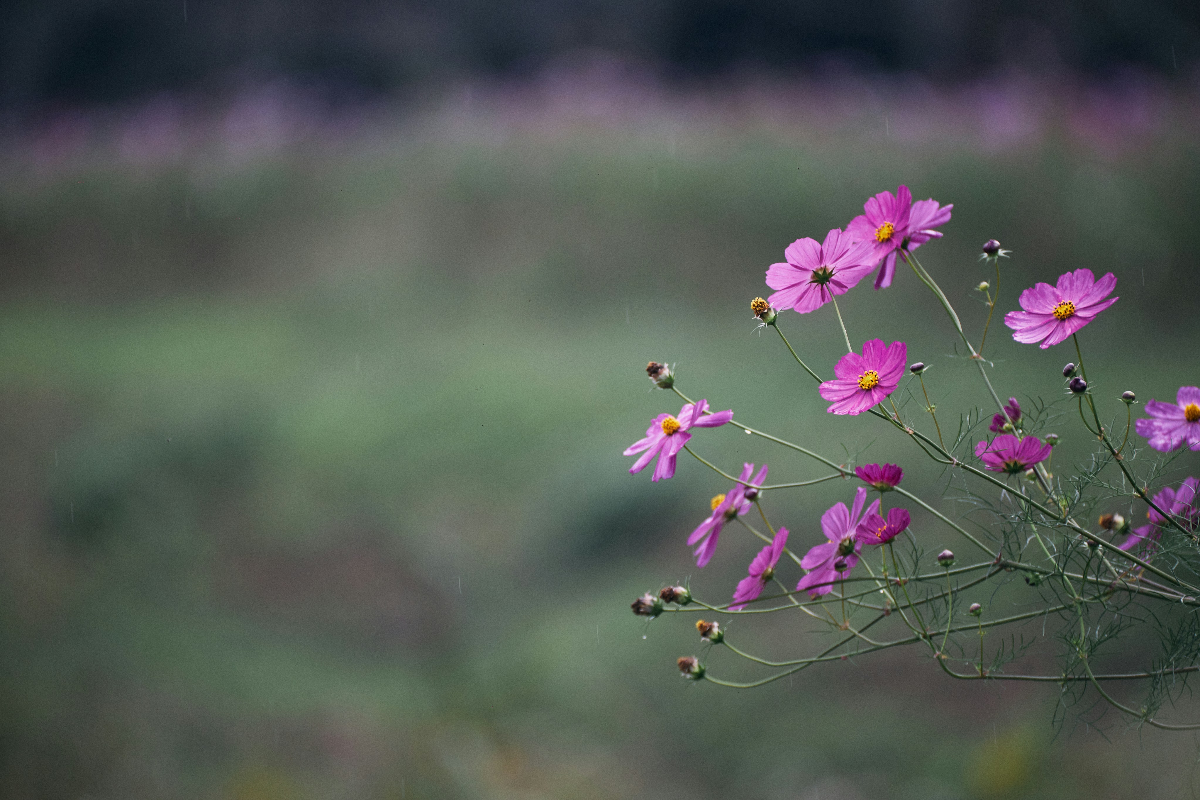 Pink Cosmos on a Quiet Field: Delicate Blooms against Blur