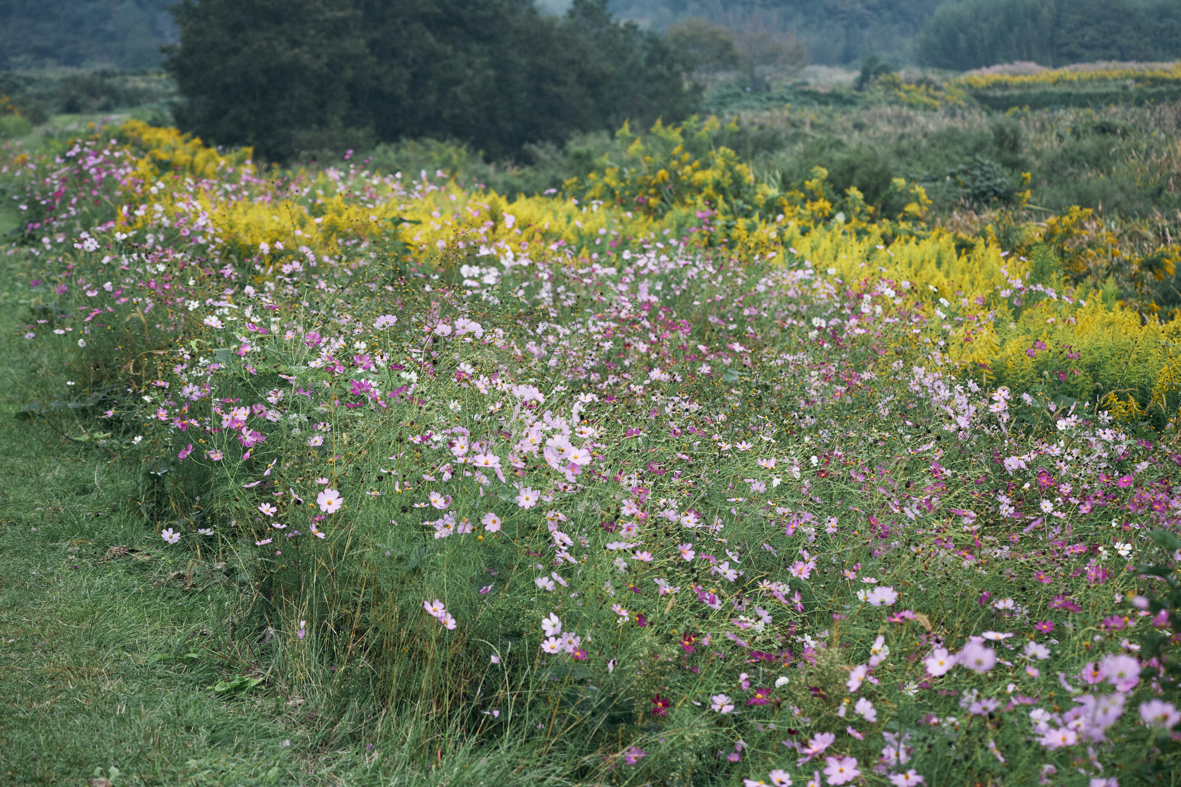 Blooming Meadow Edge: Pink and Yellow Flora Stretching Toward a Distant Tree Line