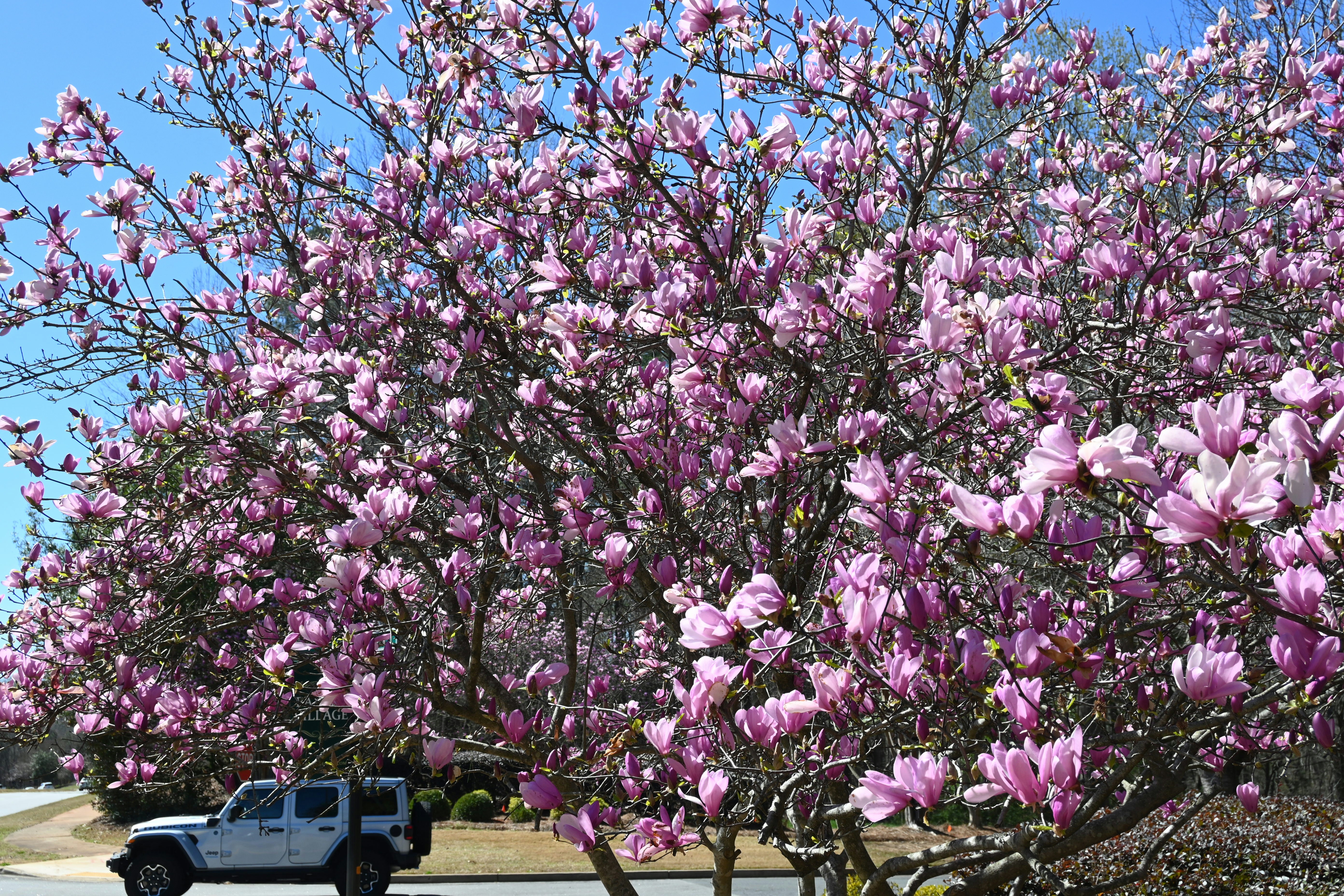 Blossom Canopy Overlooked by a Scenic Pickup