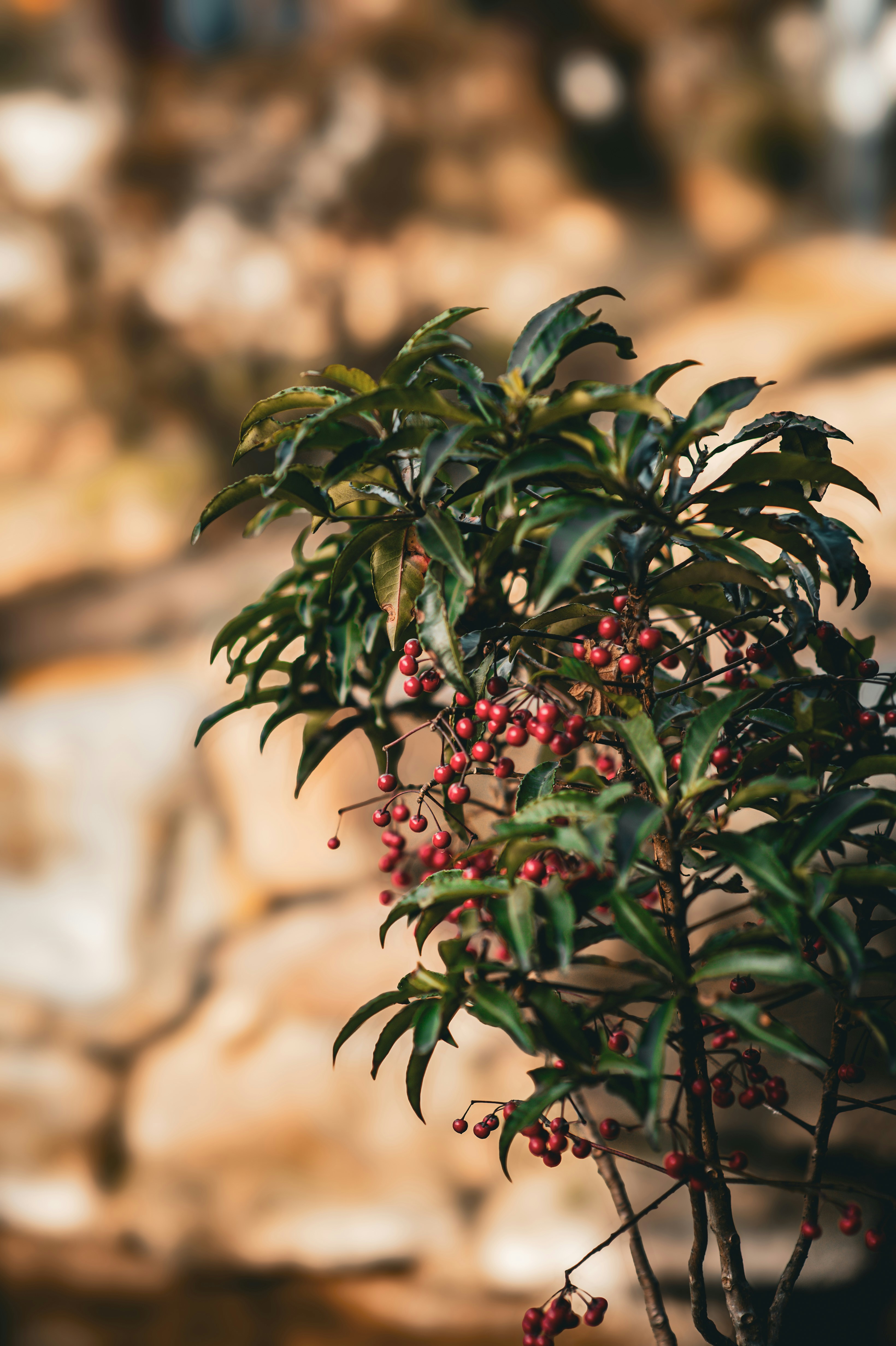 Red Berries in Focus: A Close-Up of Autumn Fire for a Quiet Garden Moment