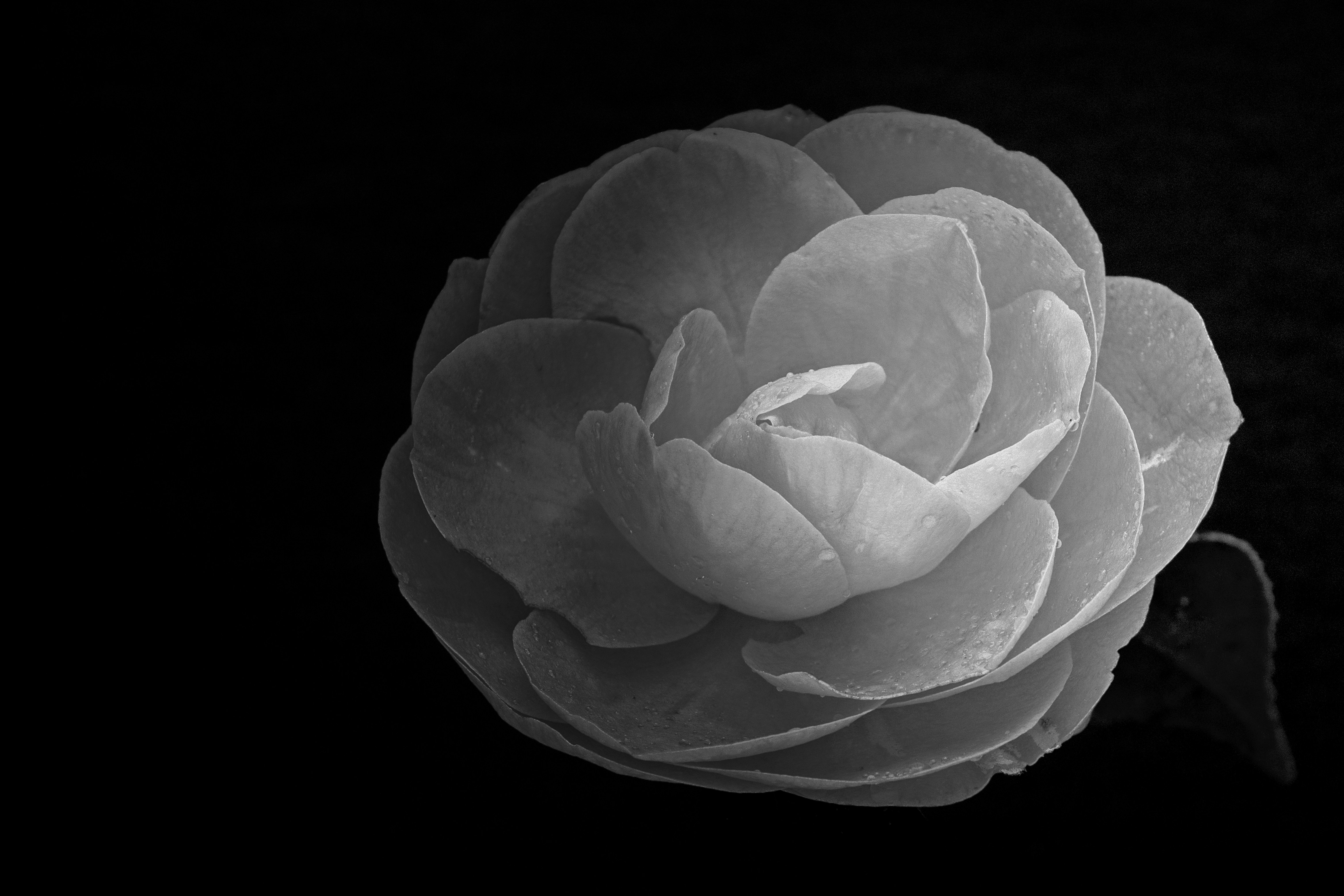 Monochrome Rose: Quiet Macro in Shadowed Light