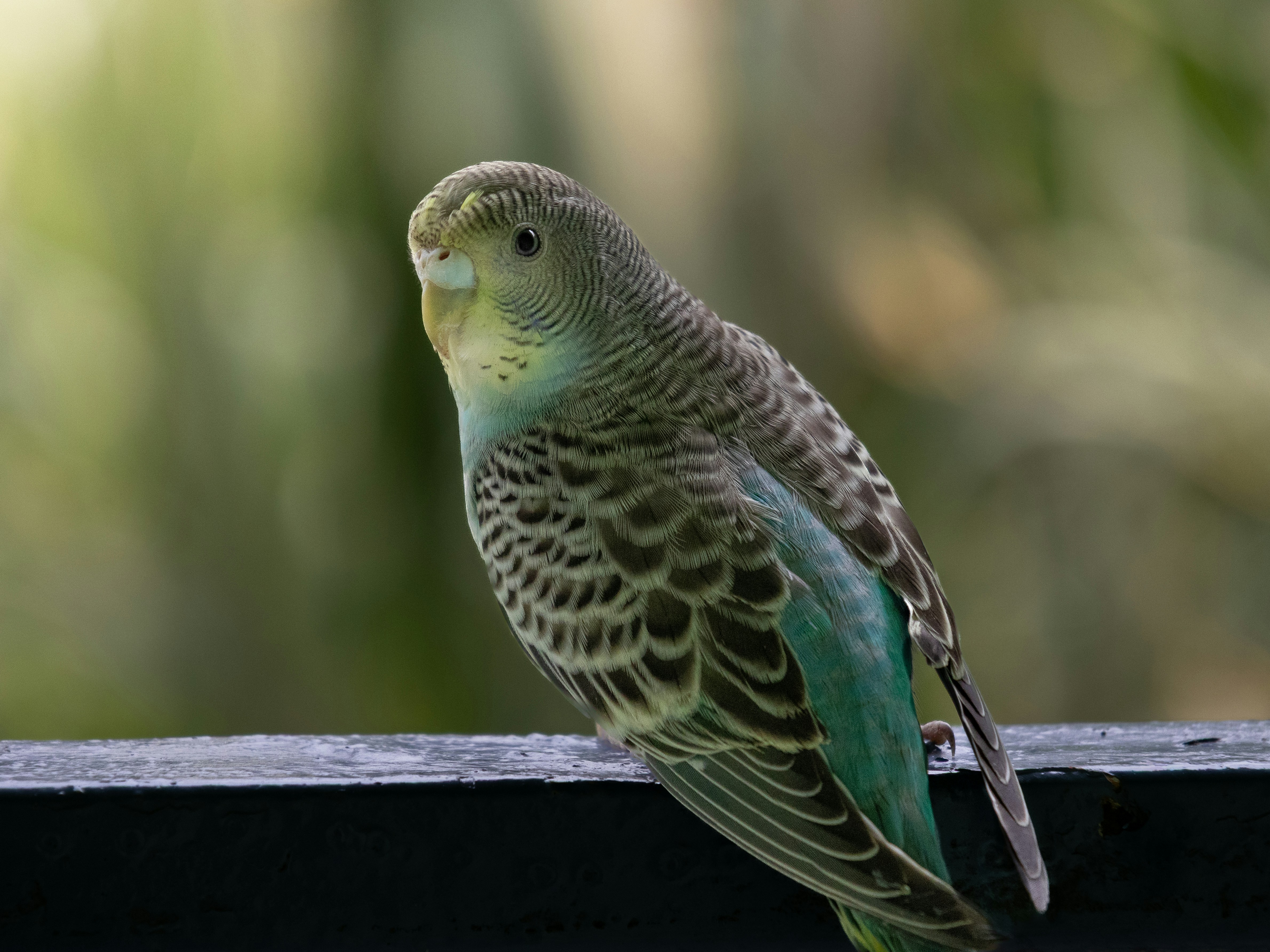Azure-winged Parakeet Perched on a Weathered Rail