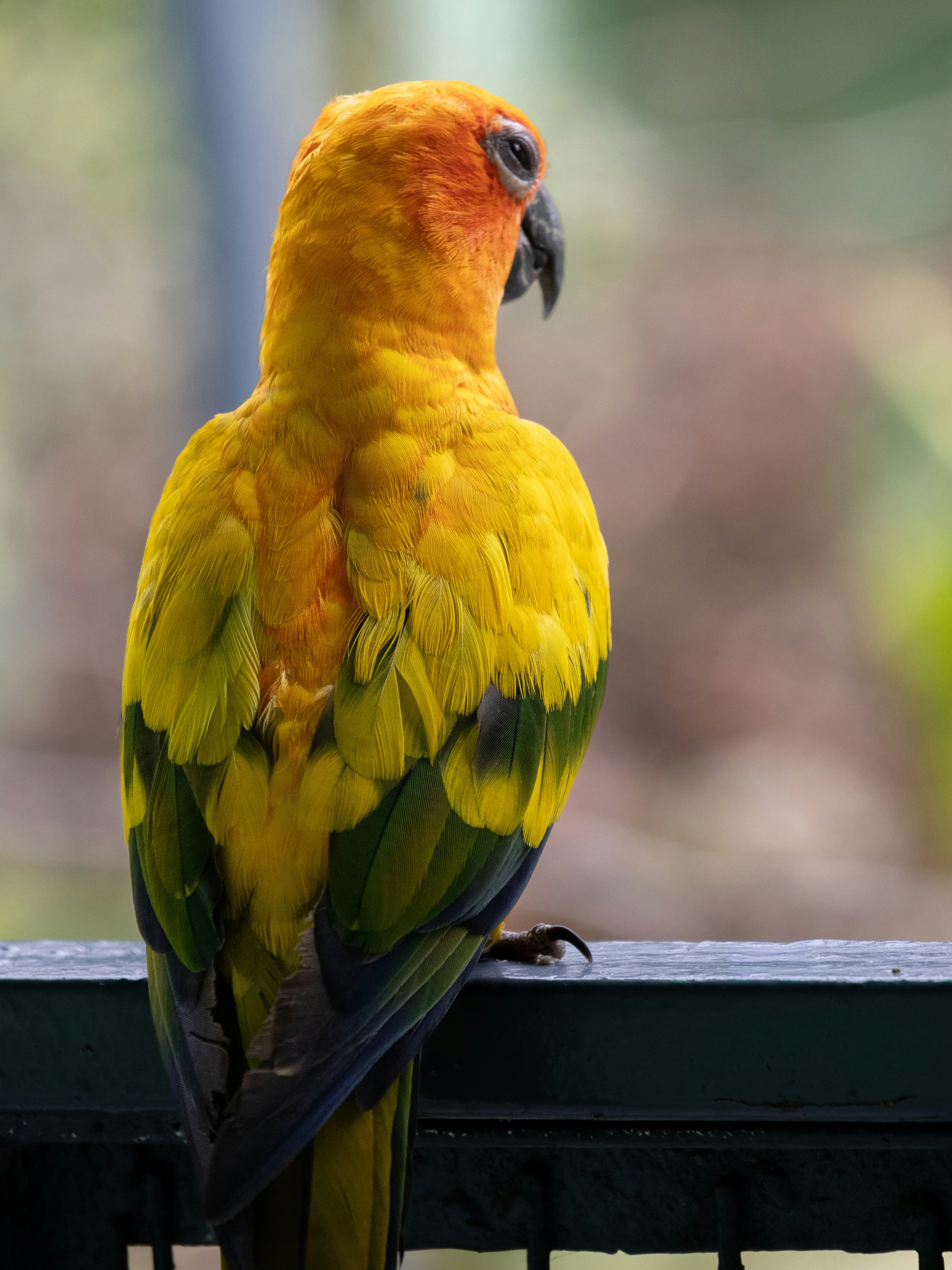 Sunlit Ember: A Sulphur-Crested Parrot Perched on a Rail