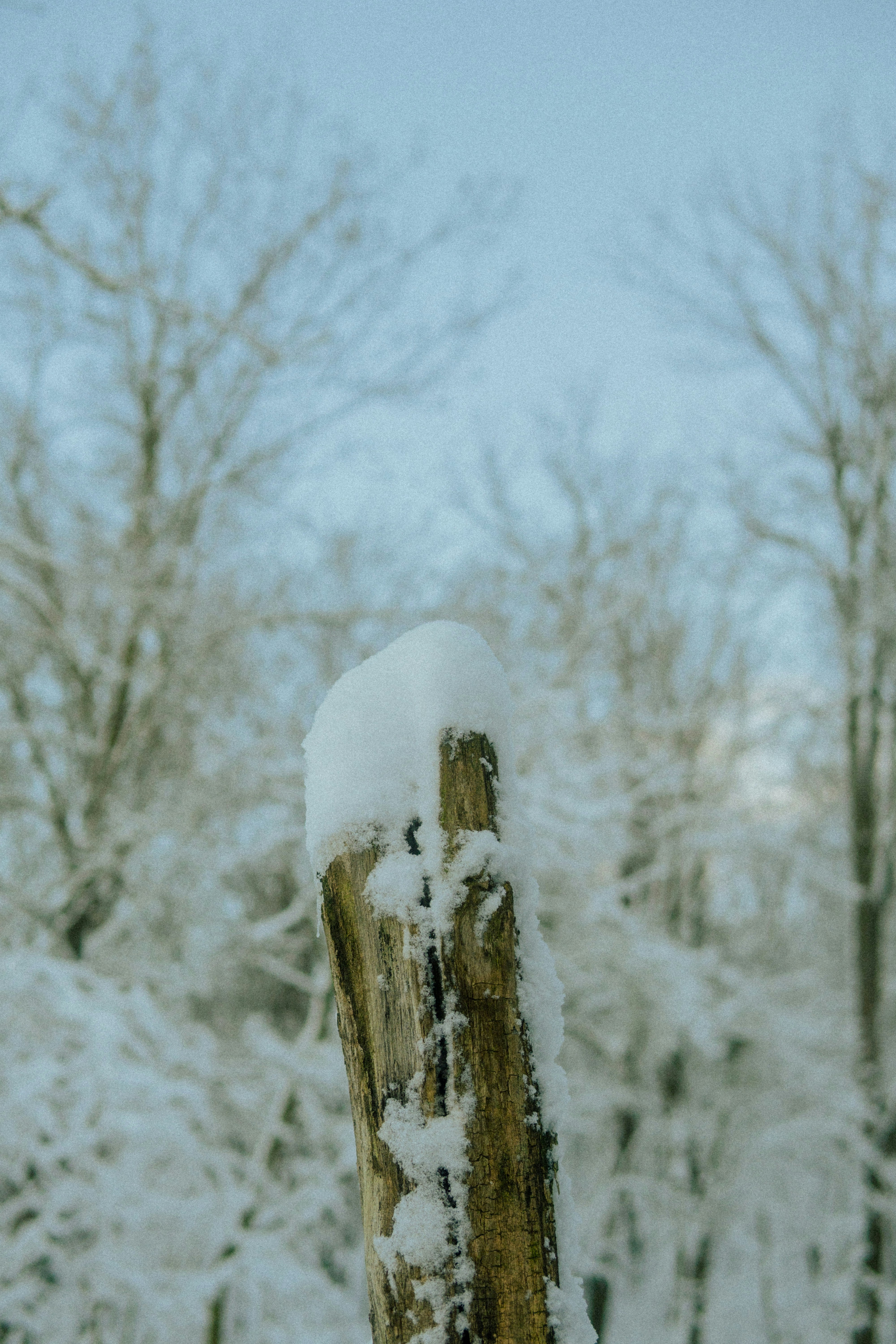 Snow-Capped Post in a Quiet Winter Forest
