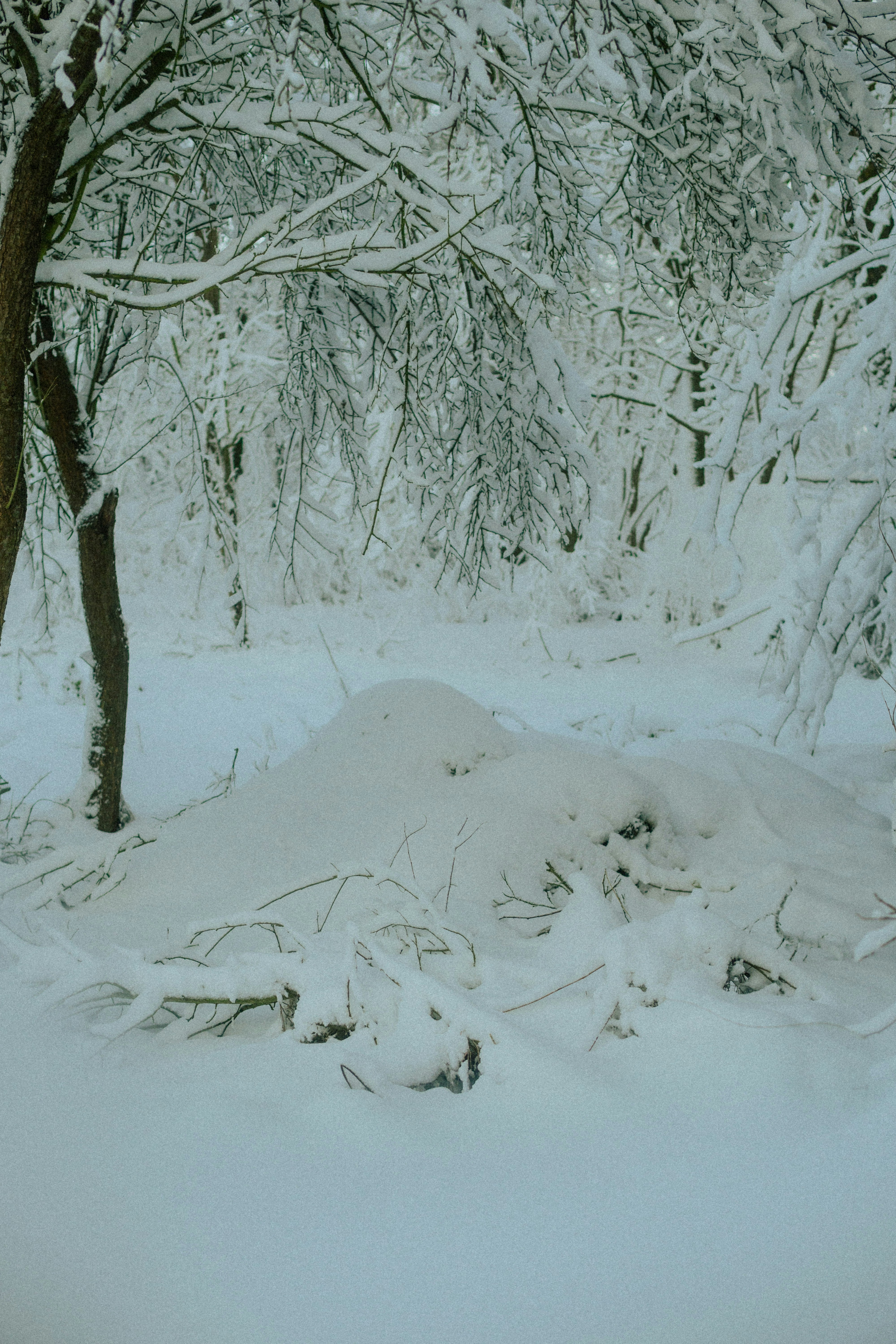 Snow-veiled Clearing Beneath Frosted Canopies