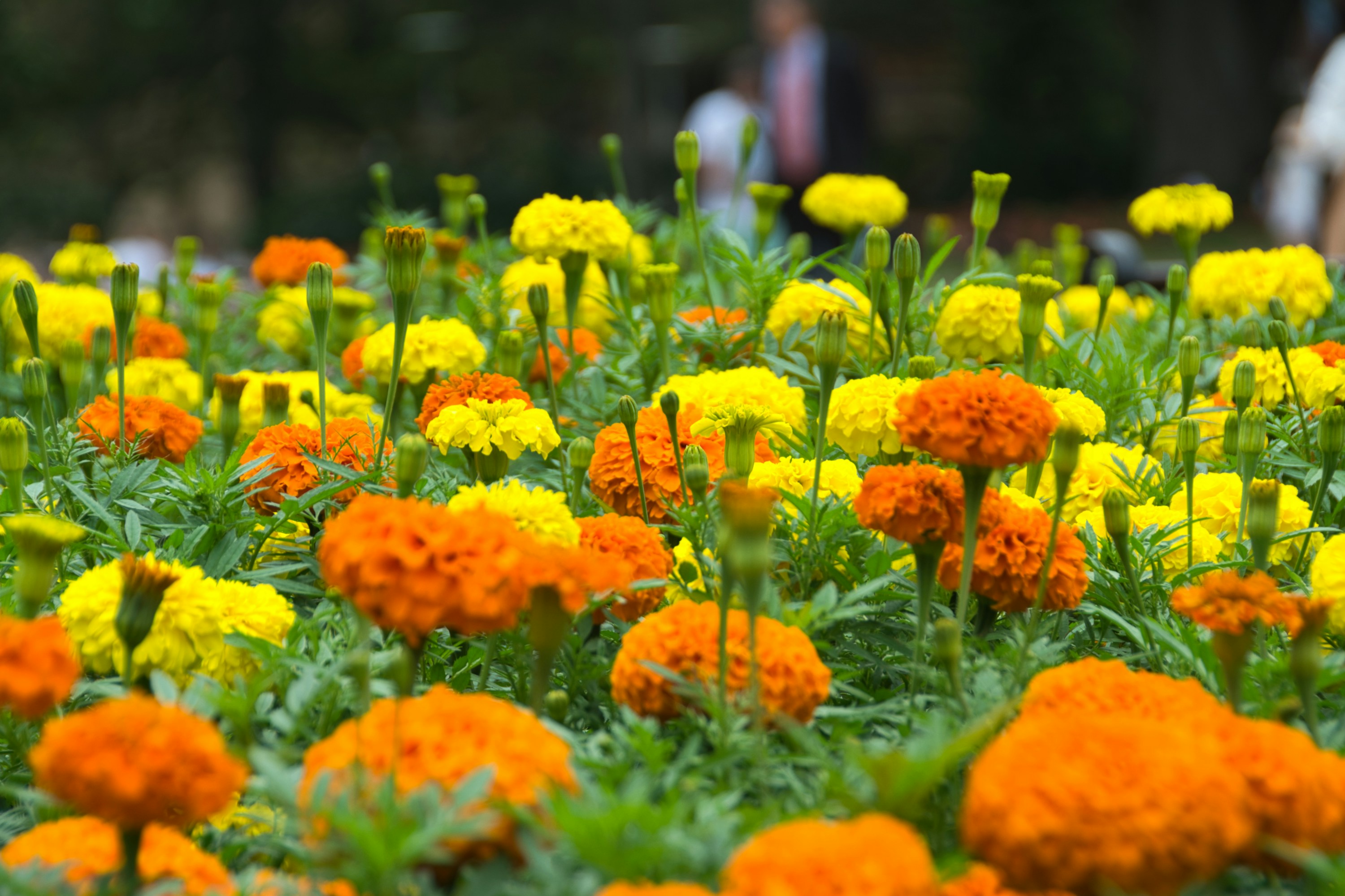 Fields of Marigold Echoes