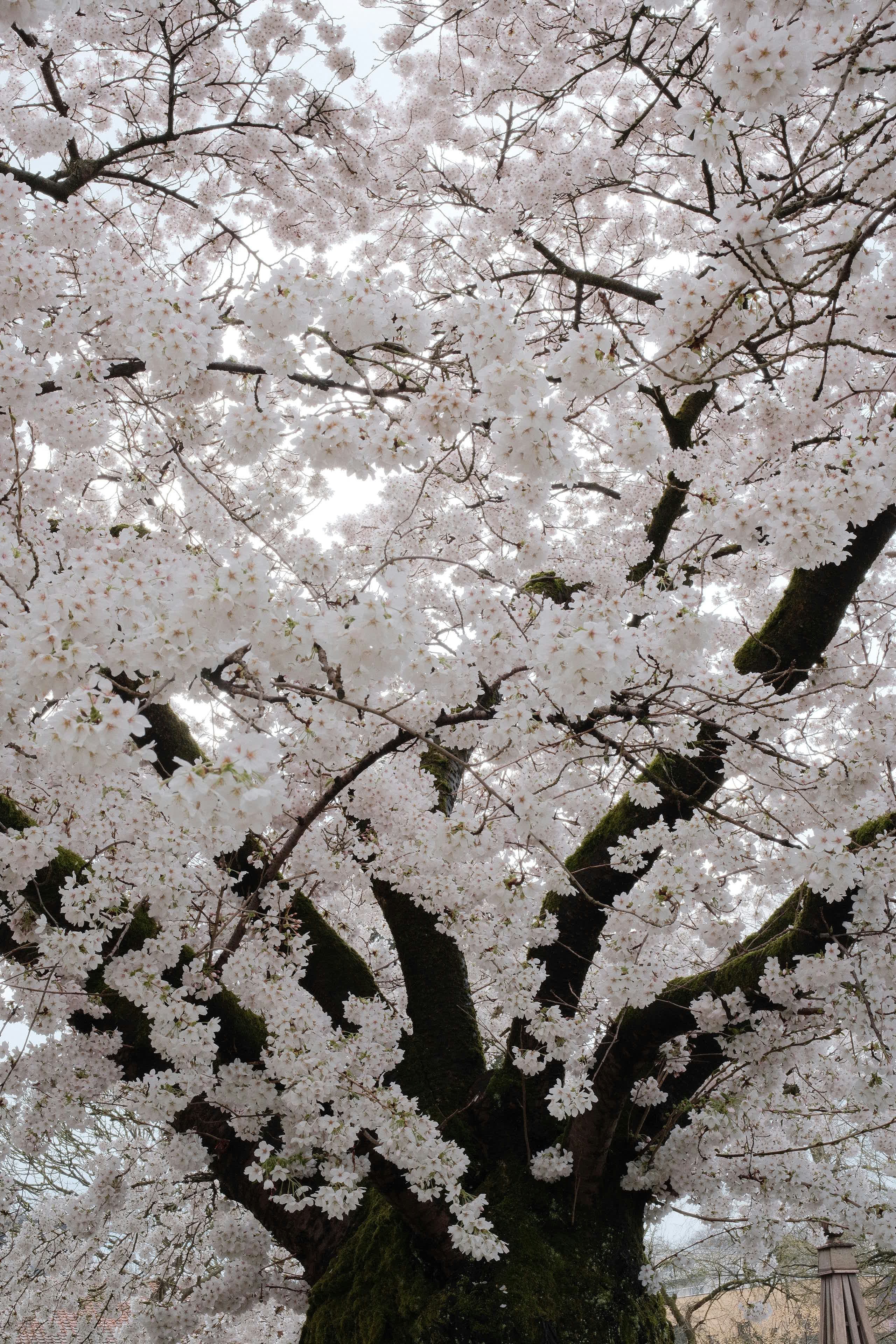 A large tree covered in delicate white cherry blossoms.