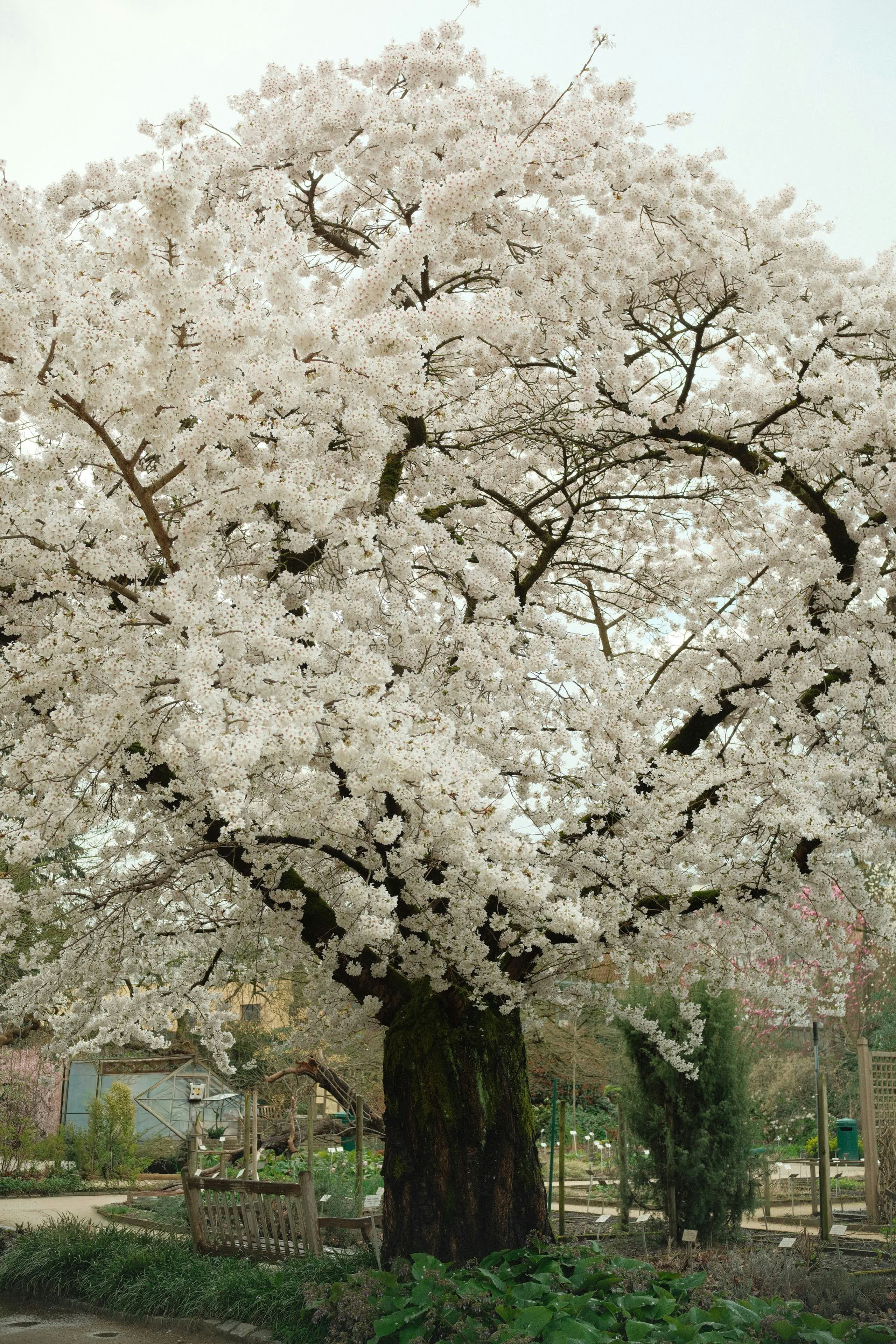 Blossom Crowned Tree in Quiet Park