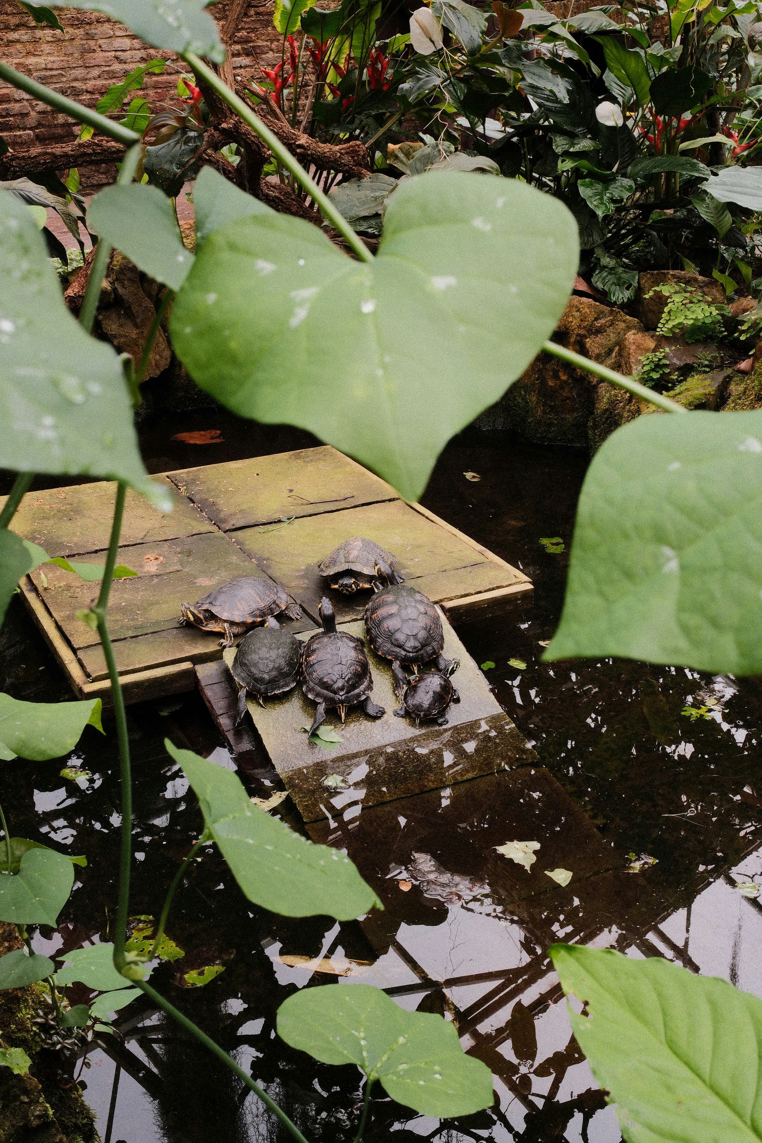 Playful Parade: Turtles Crossing a Pond