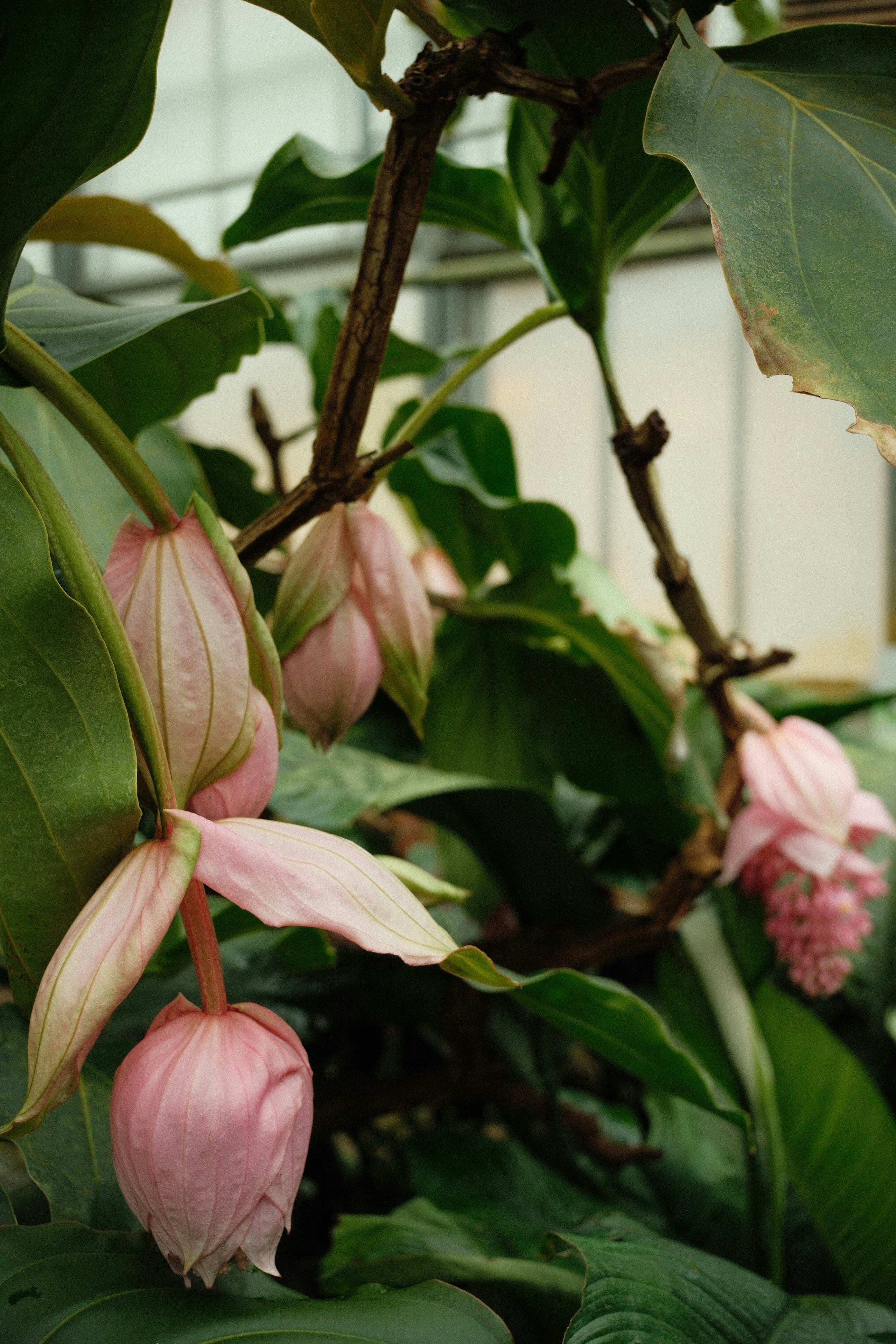Soft-pink bud clusters of a tropical shrub in a sunlit greenhouse