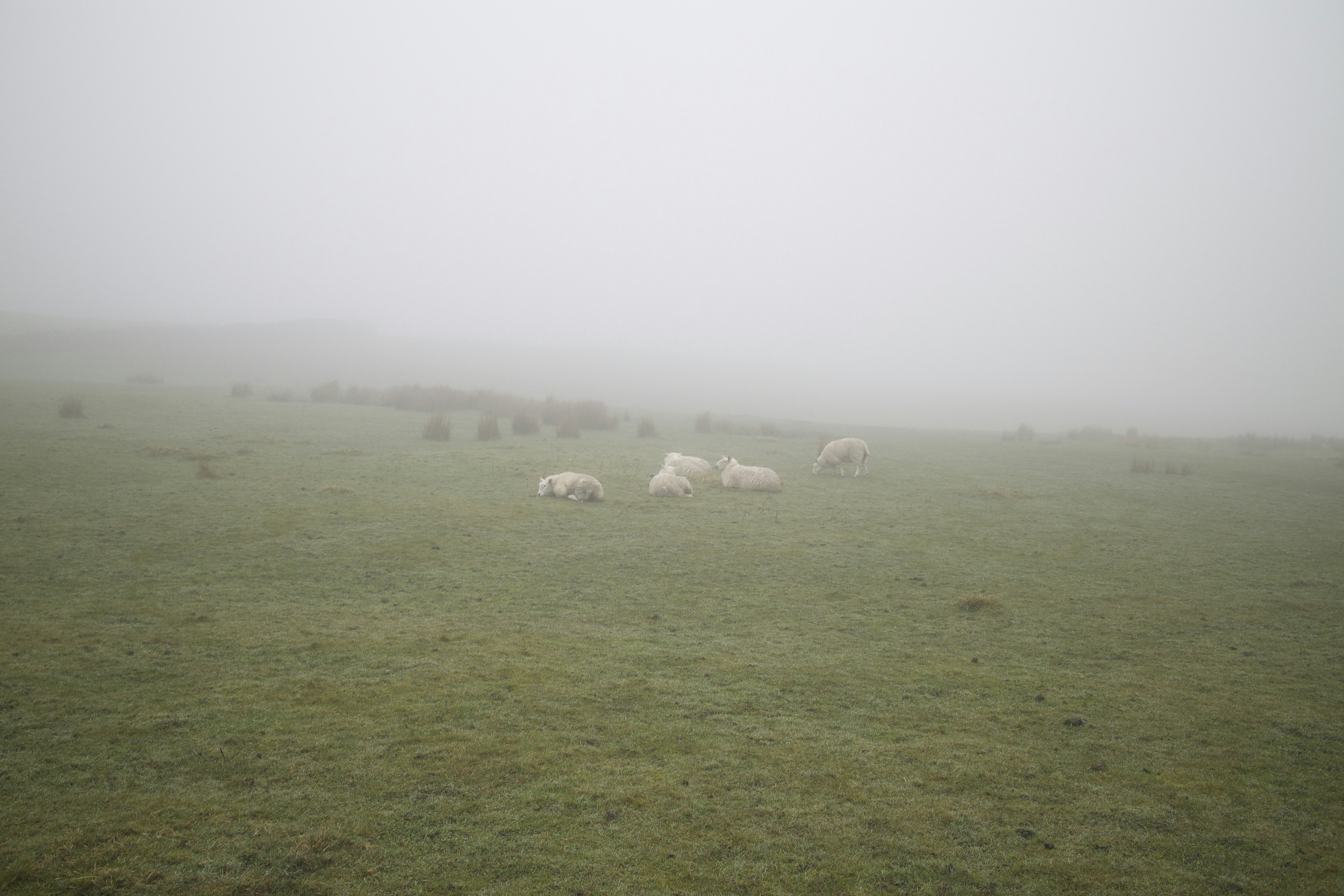 Misty Flock: Sheep in a Quiet Moor