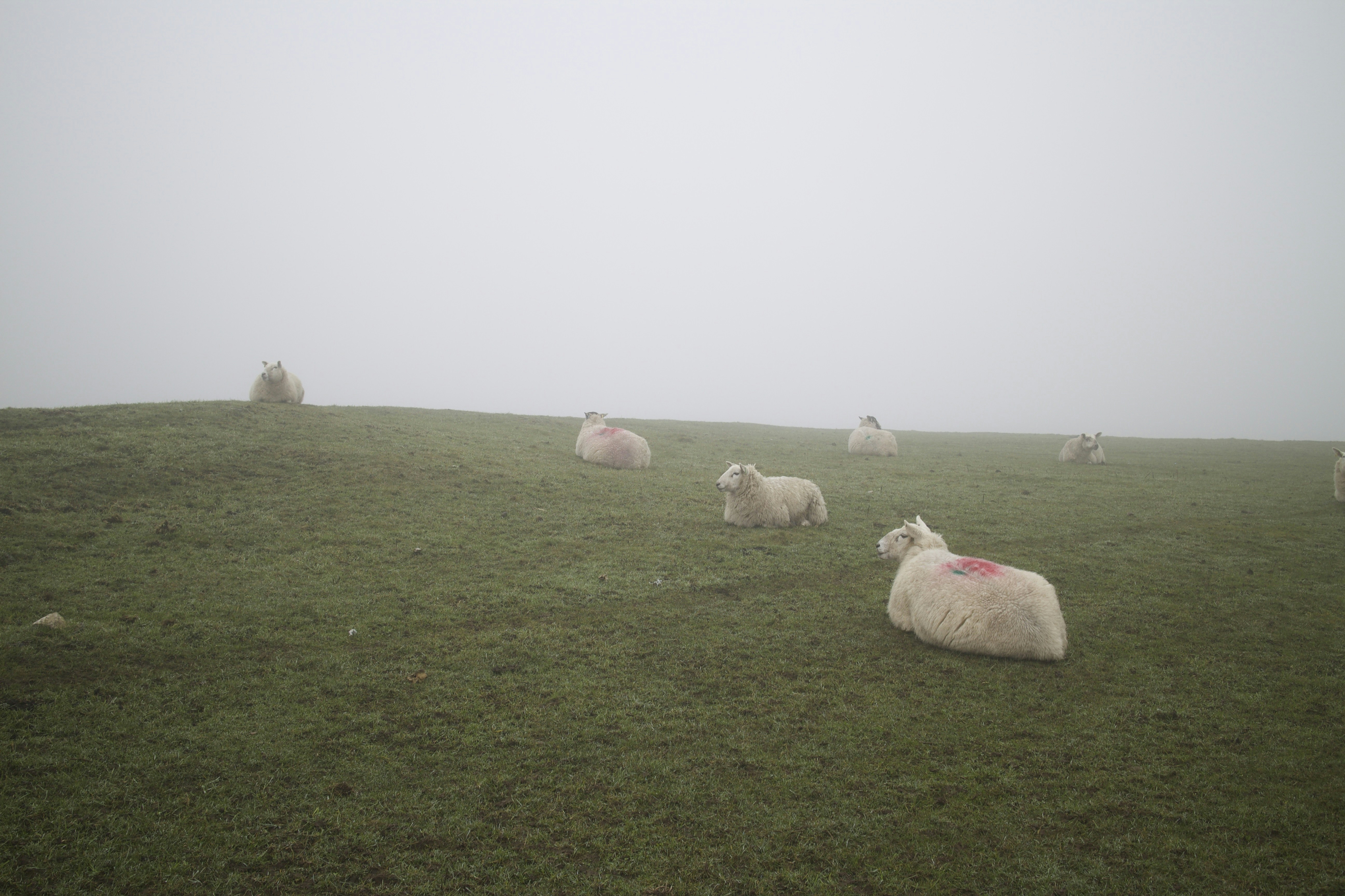 Pasture in Fog: Gentle Herds in a Quiet Glade