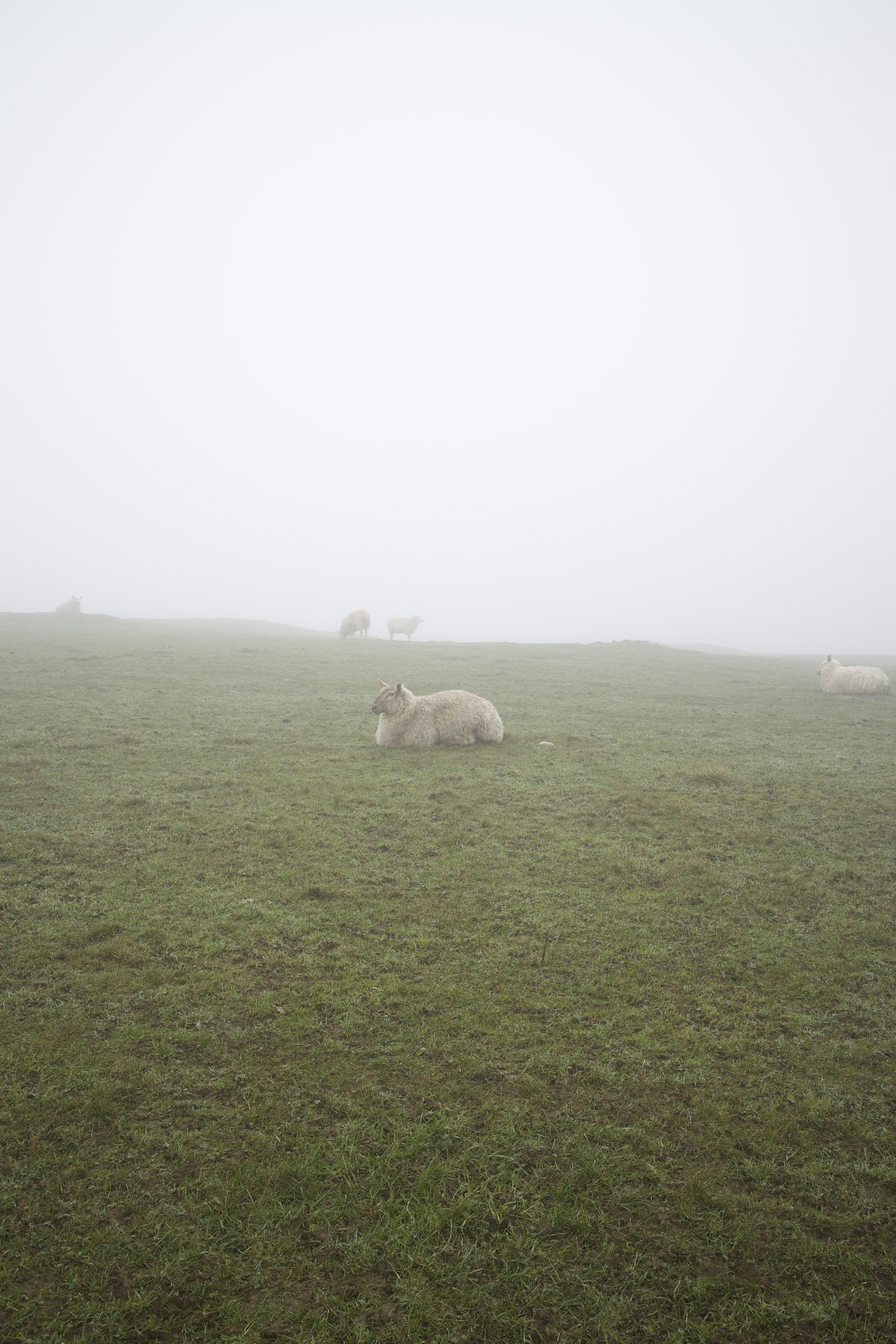 Lambs in a Quiet Mist on the Grazing Plain