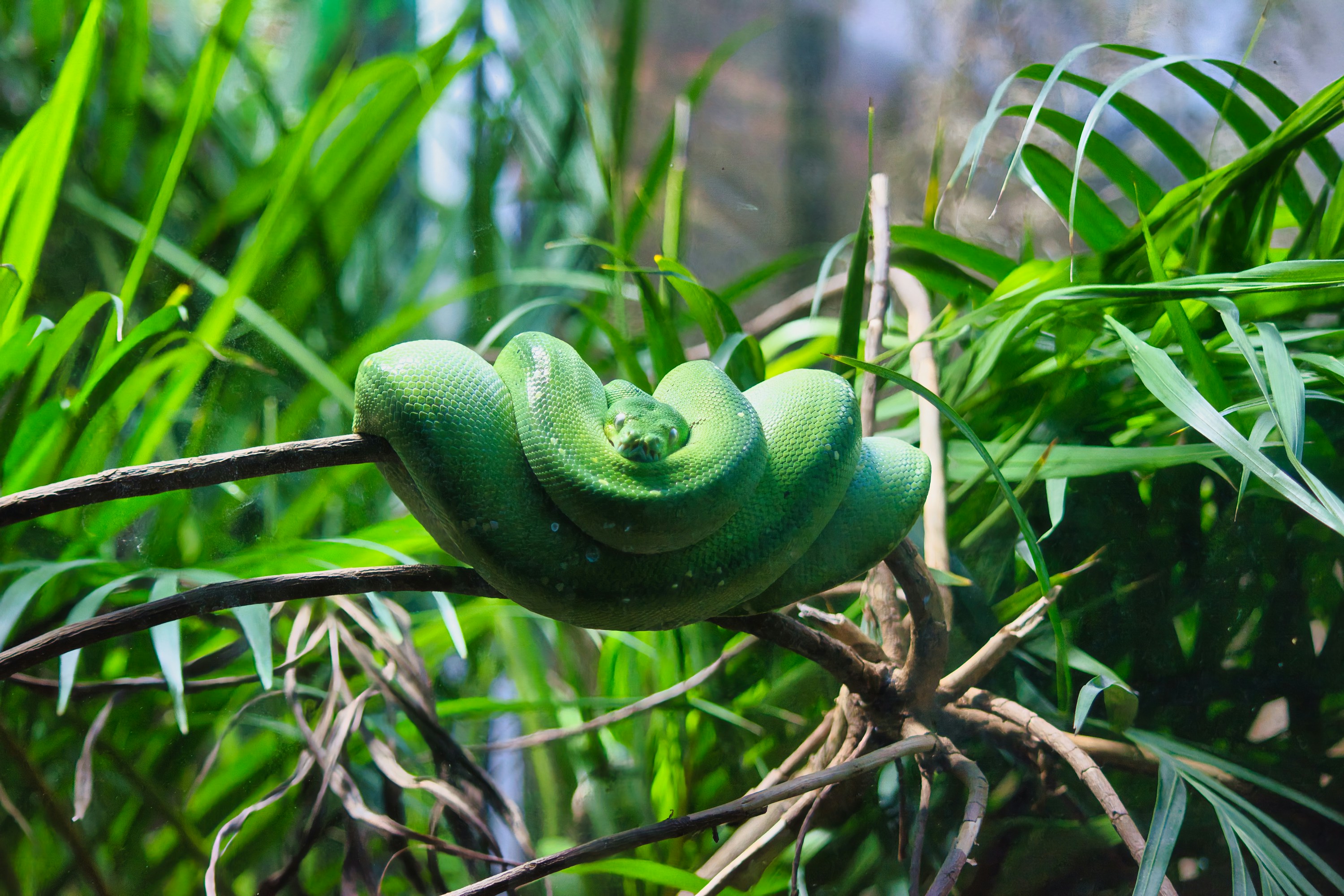Emerald Coil: A Green Viper Resting Among Jungle Ferns