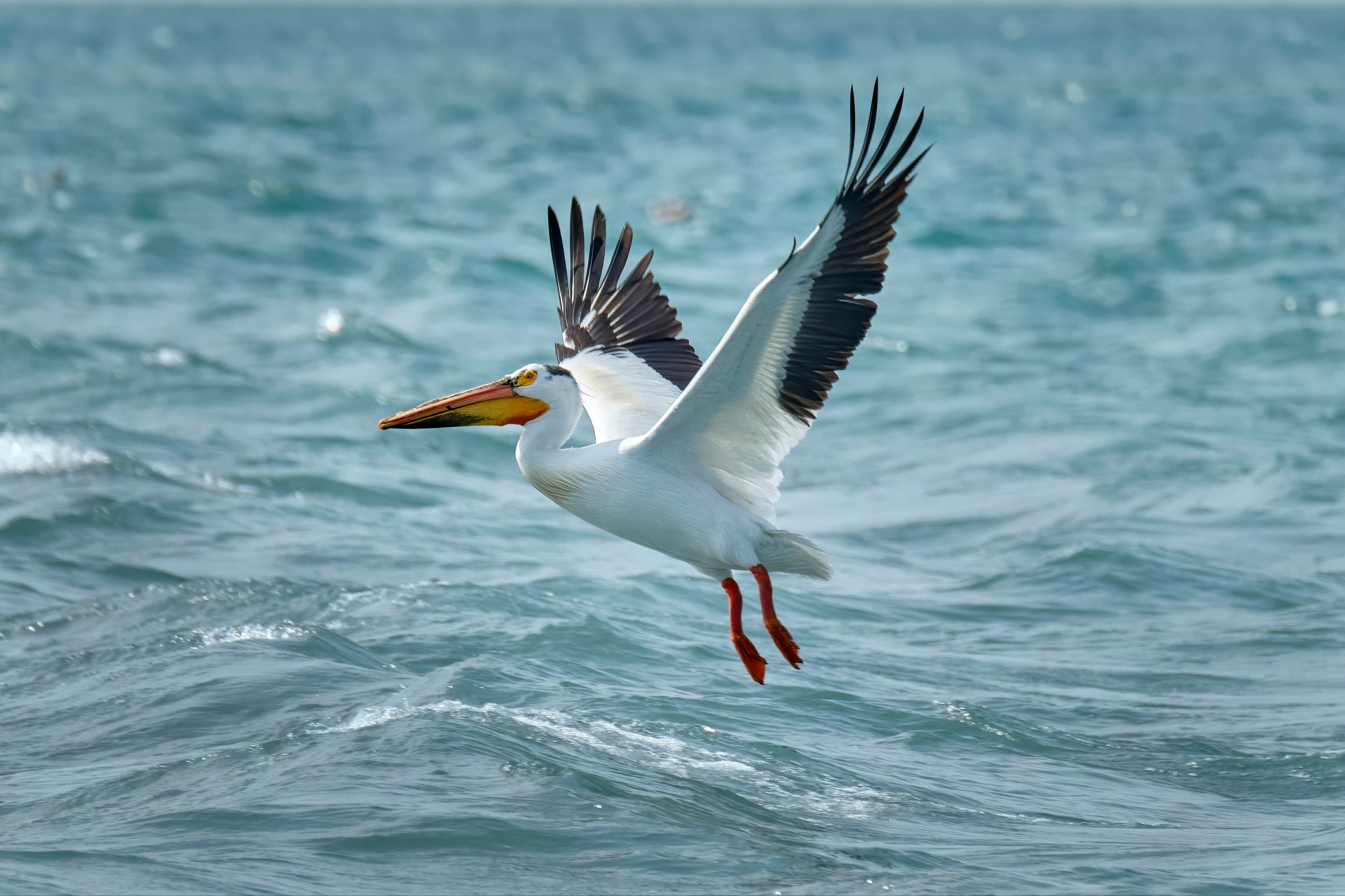 Windward Whisker: A Pelican in Flight Above Teal Seas