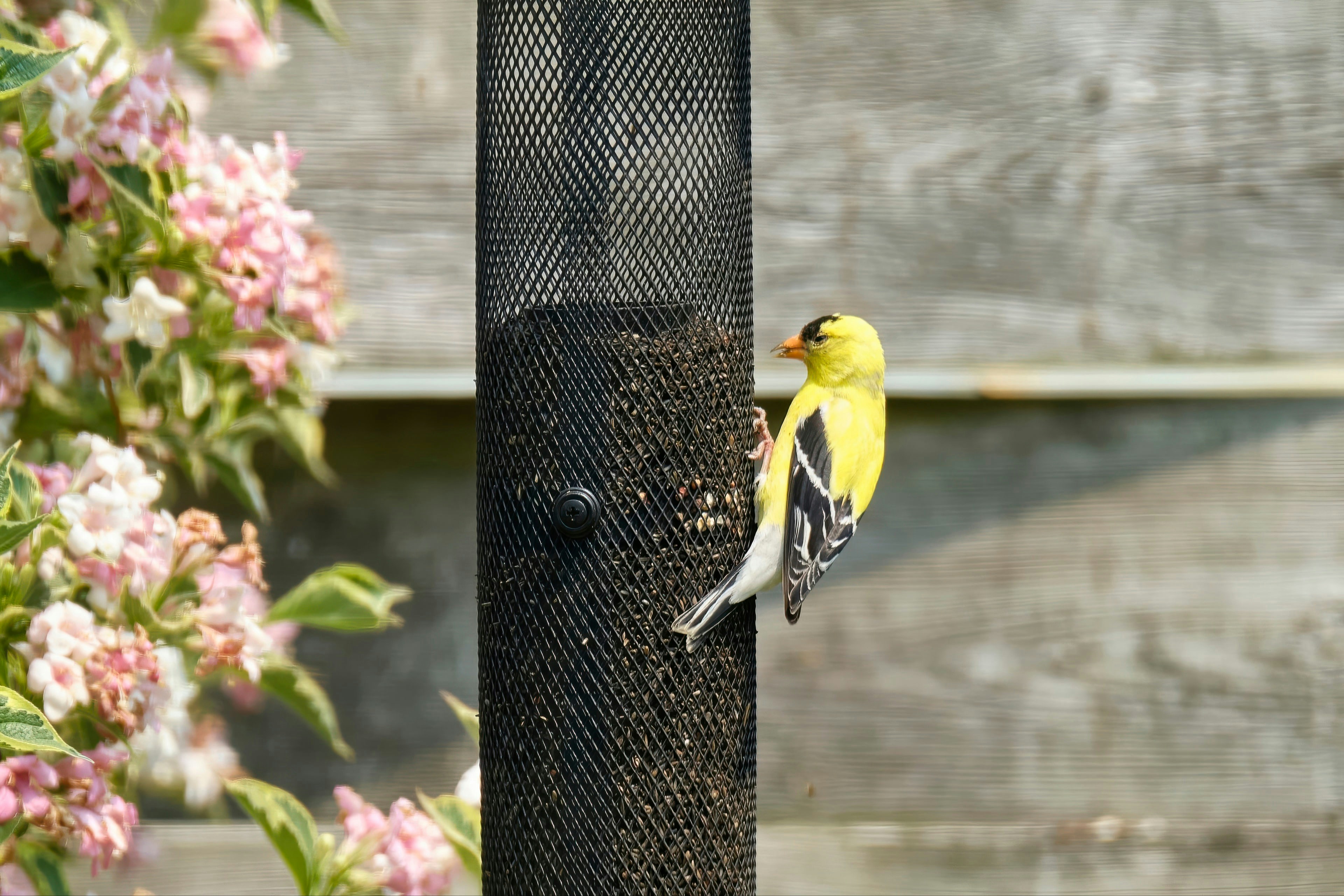 Goldfinch on a mesh pole: a splash of sunlight amid garden blossoms