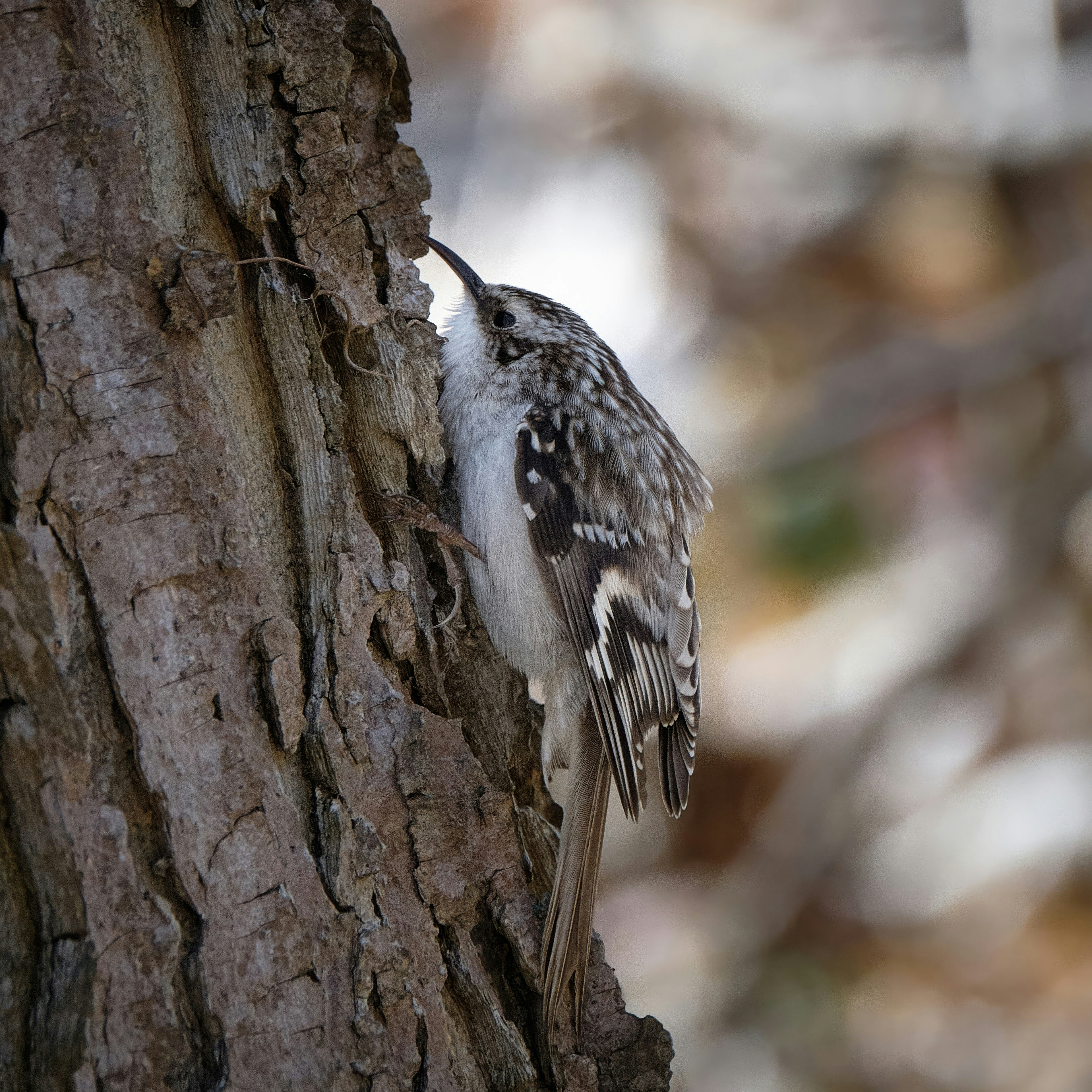 Tiny Woodpecker Clinging to Bark in Soft Backlight