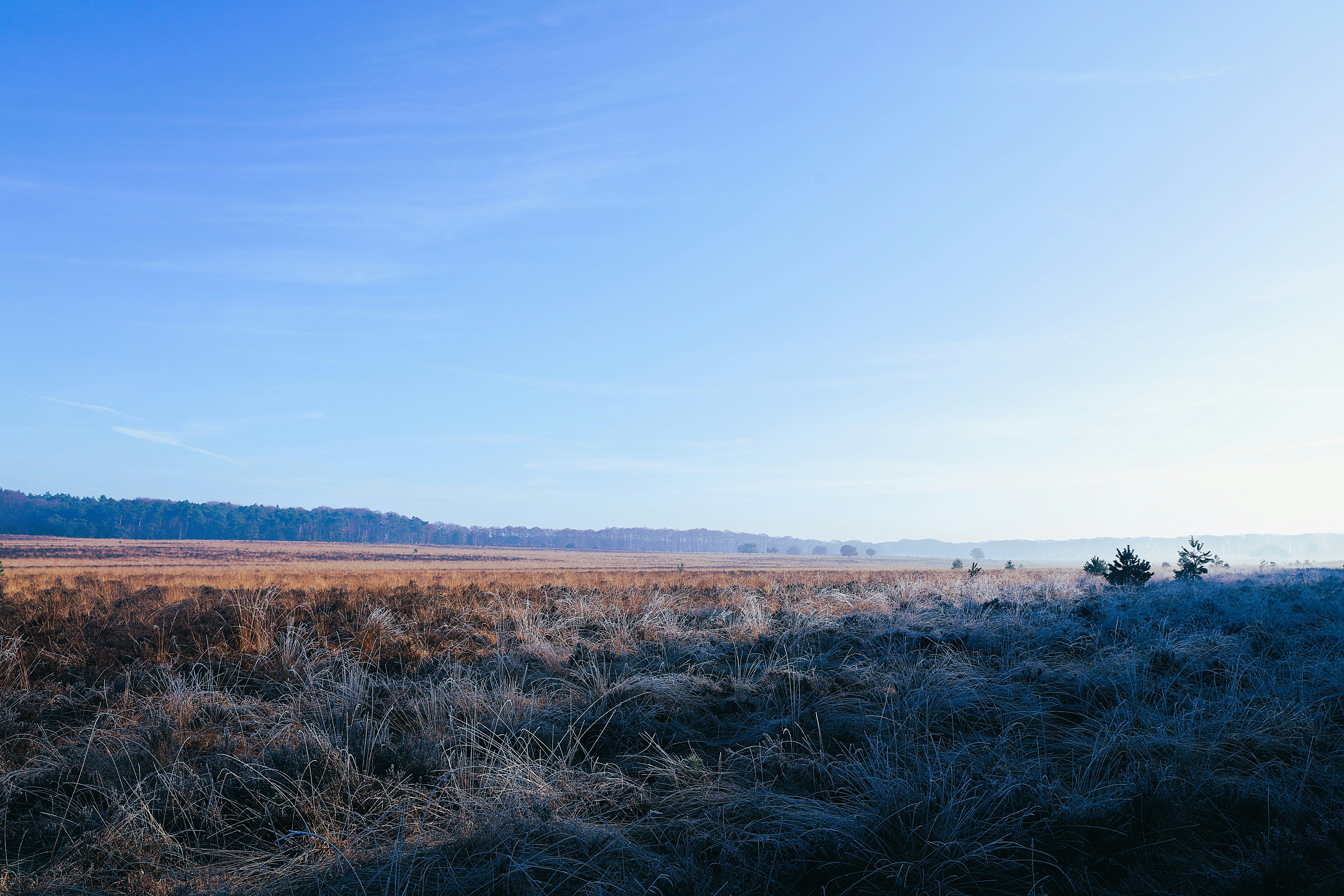 Dawn on frost-kissed grasslands