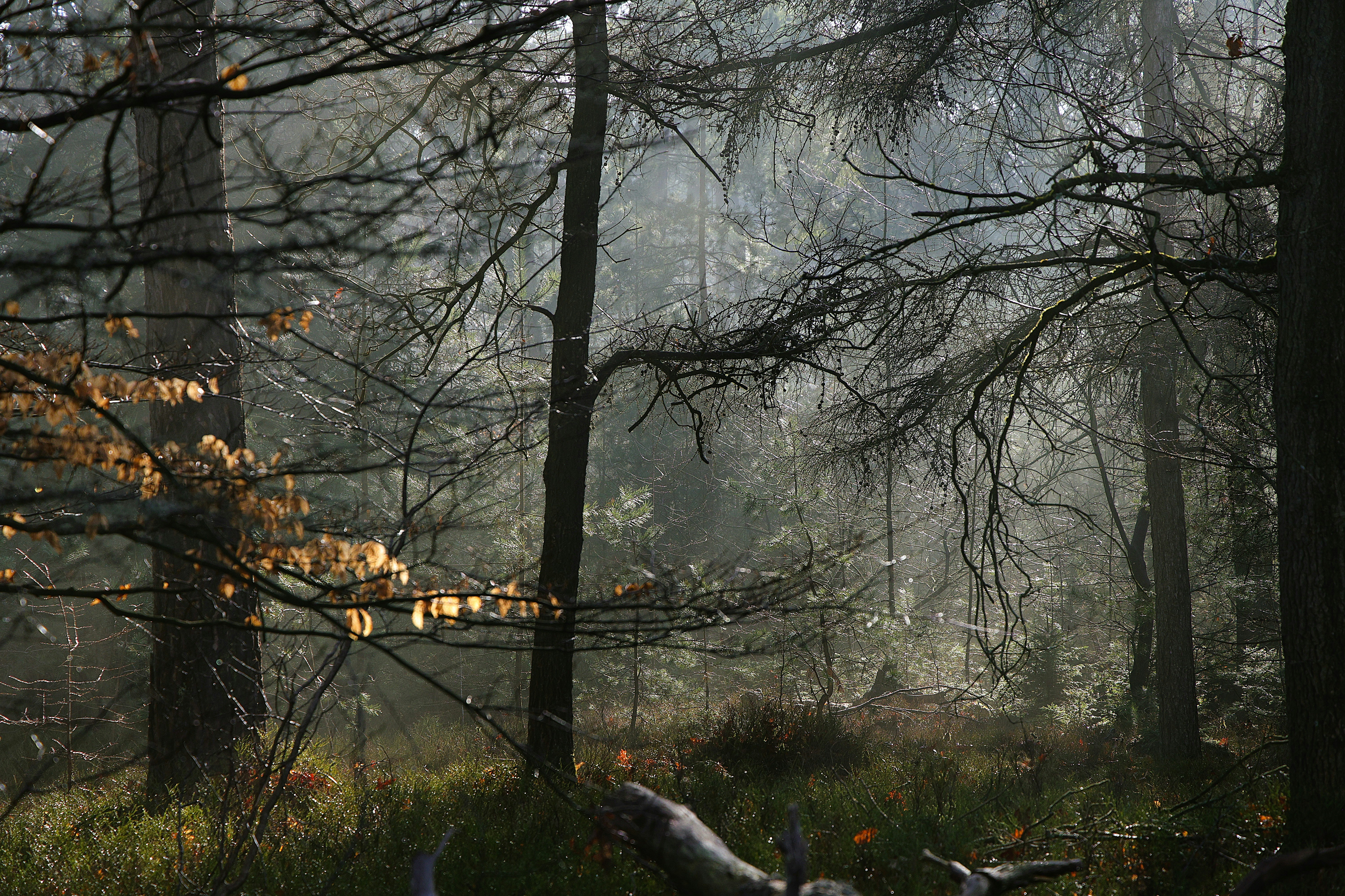 Forest in Focus: Subtle Light Breaking Through Mist