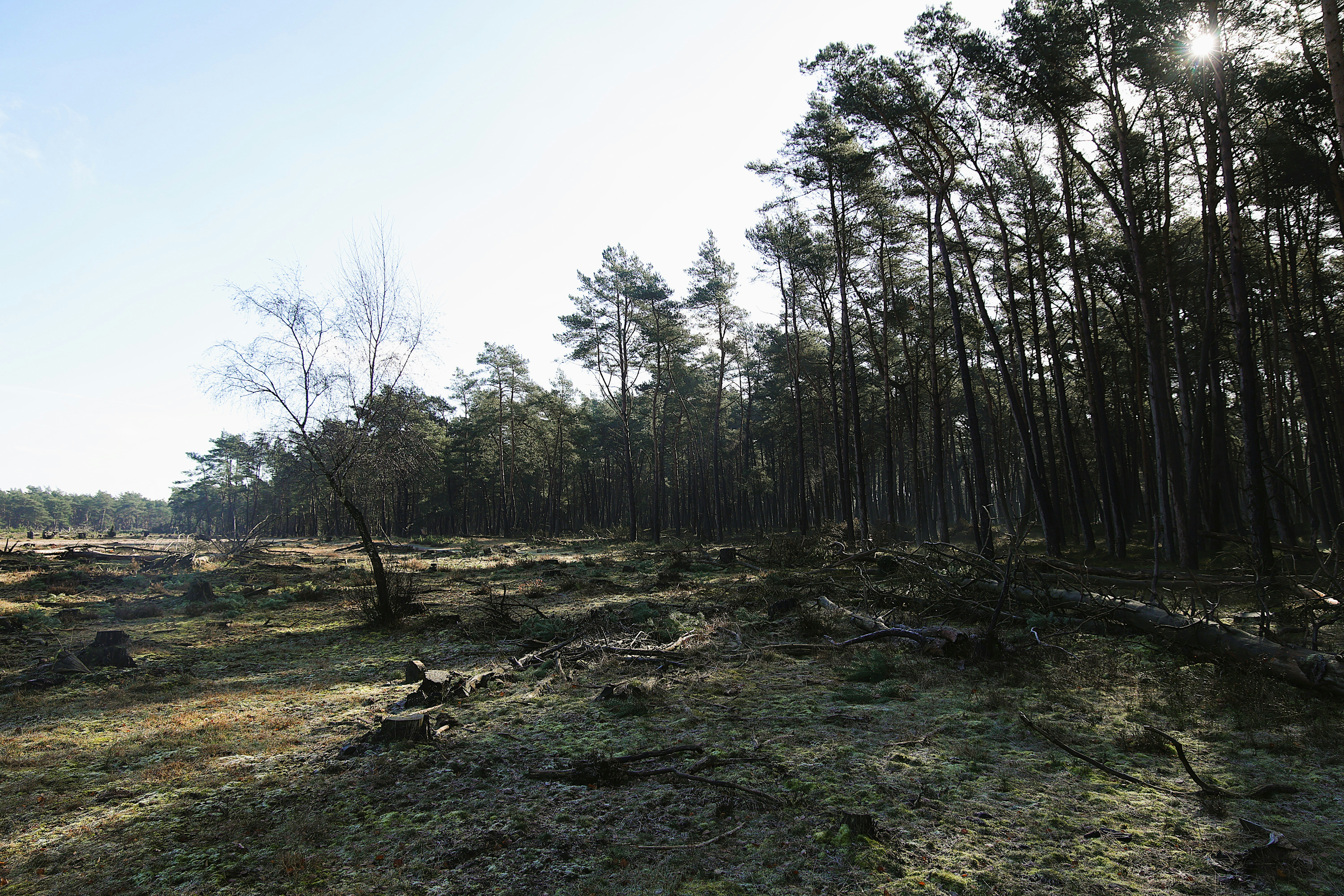 Sunlit Clearing at the Edge of a Pine Forest