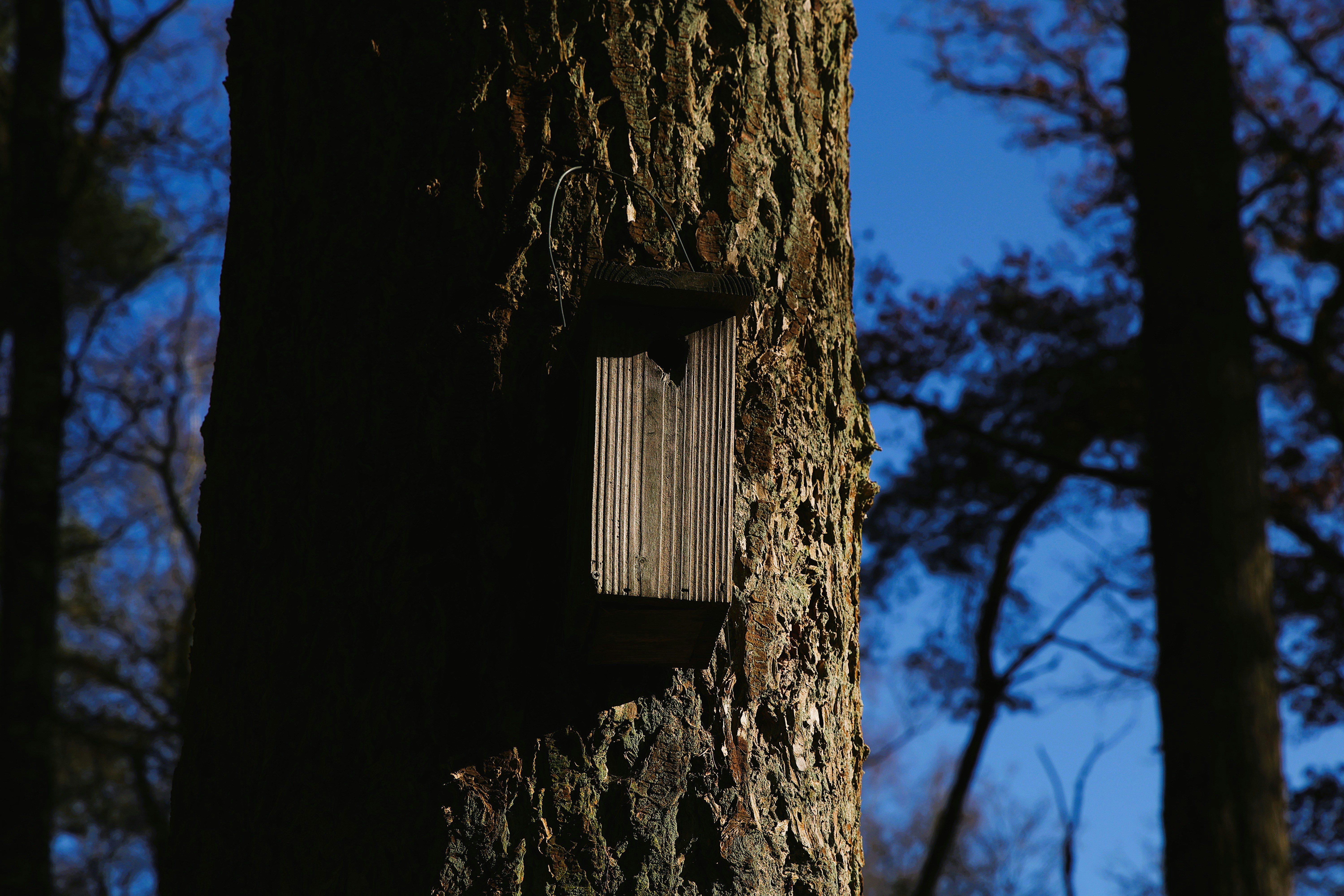 Tree Trunk Doorway: A Hidden Box on Bark Against a Blue Winter Sky