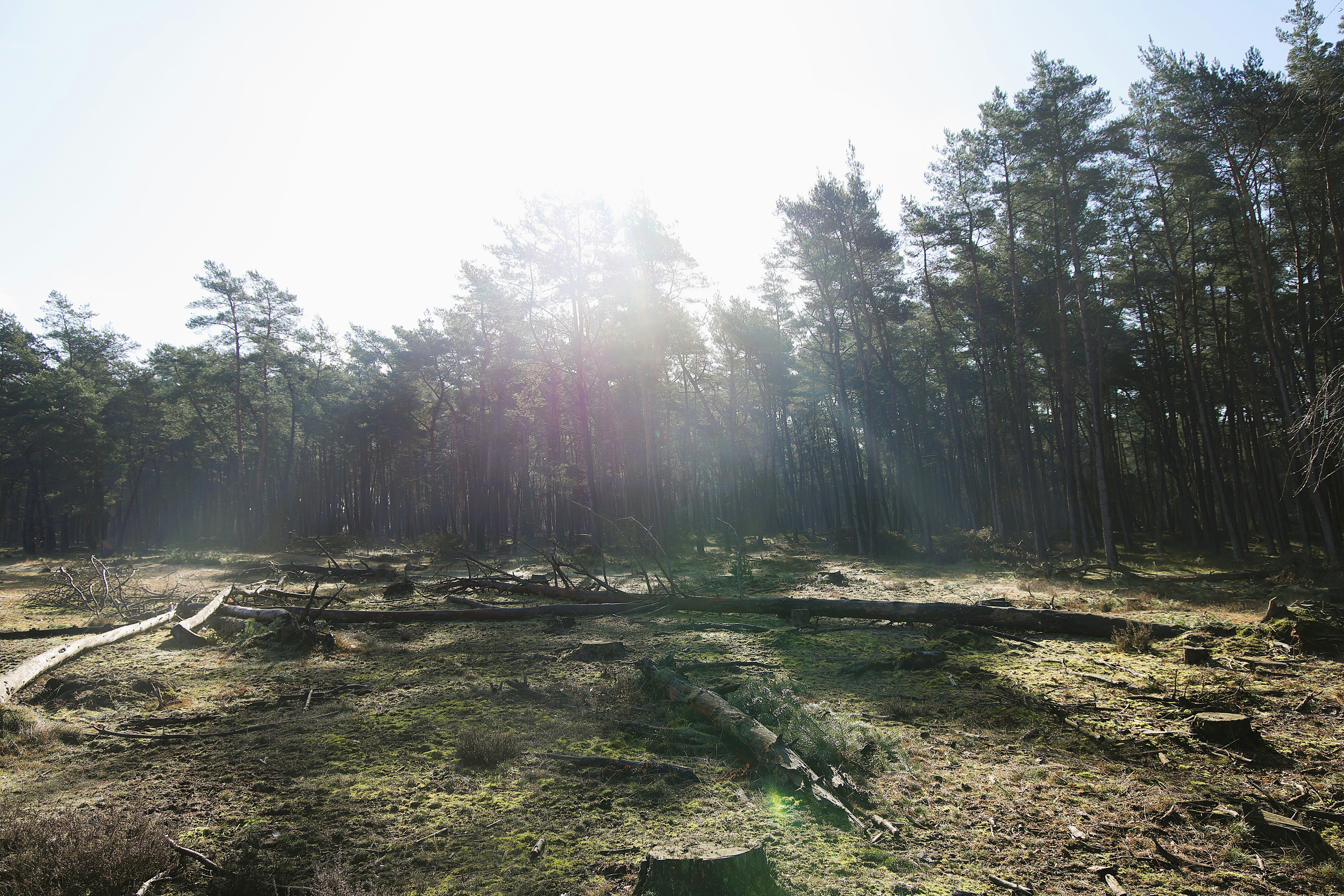 Sunlit Clearing After the Storm