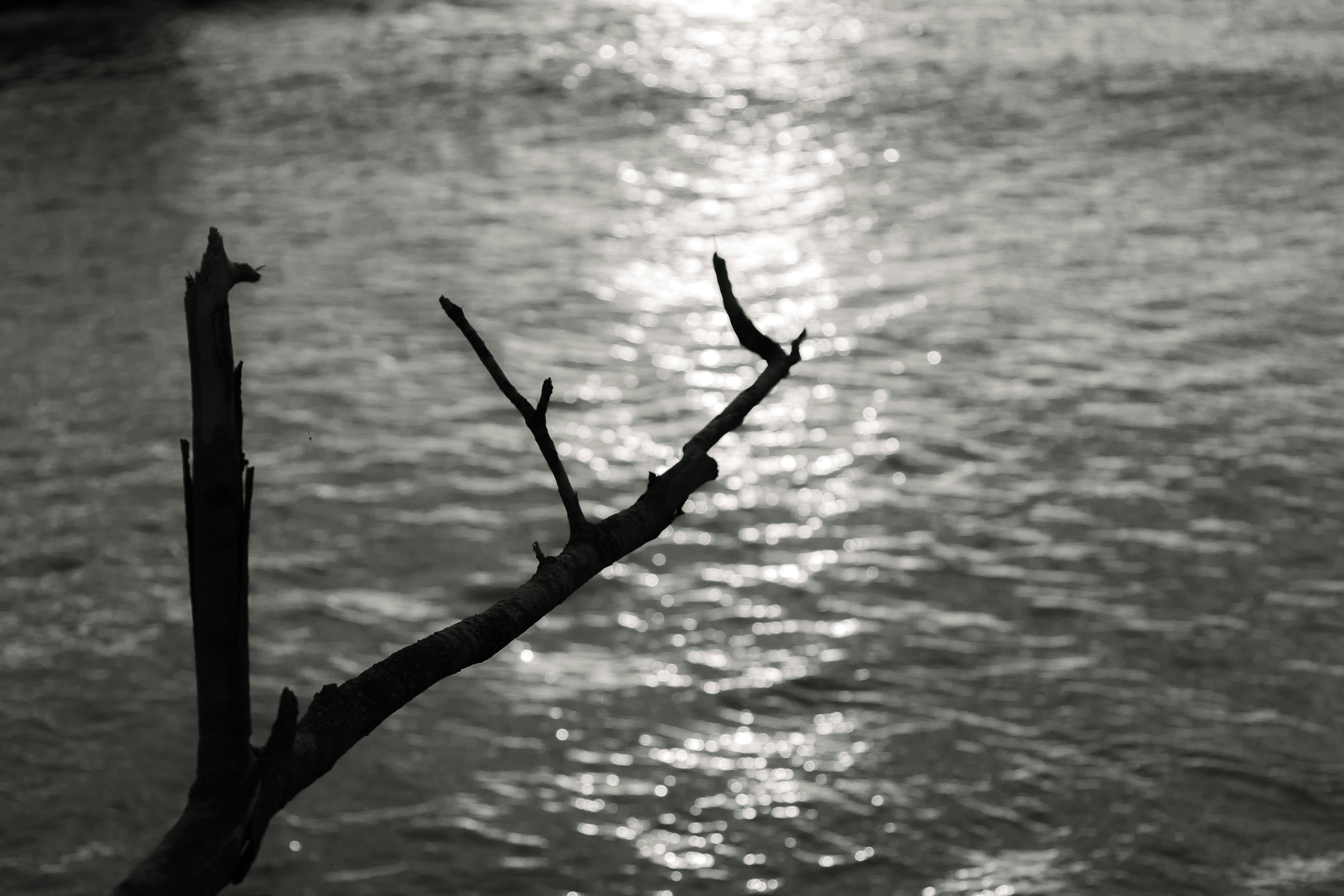 Silhouetted Branch in Glimmering Water