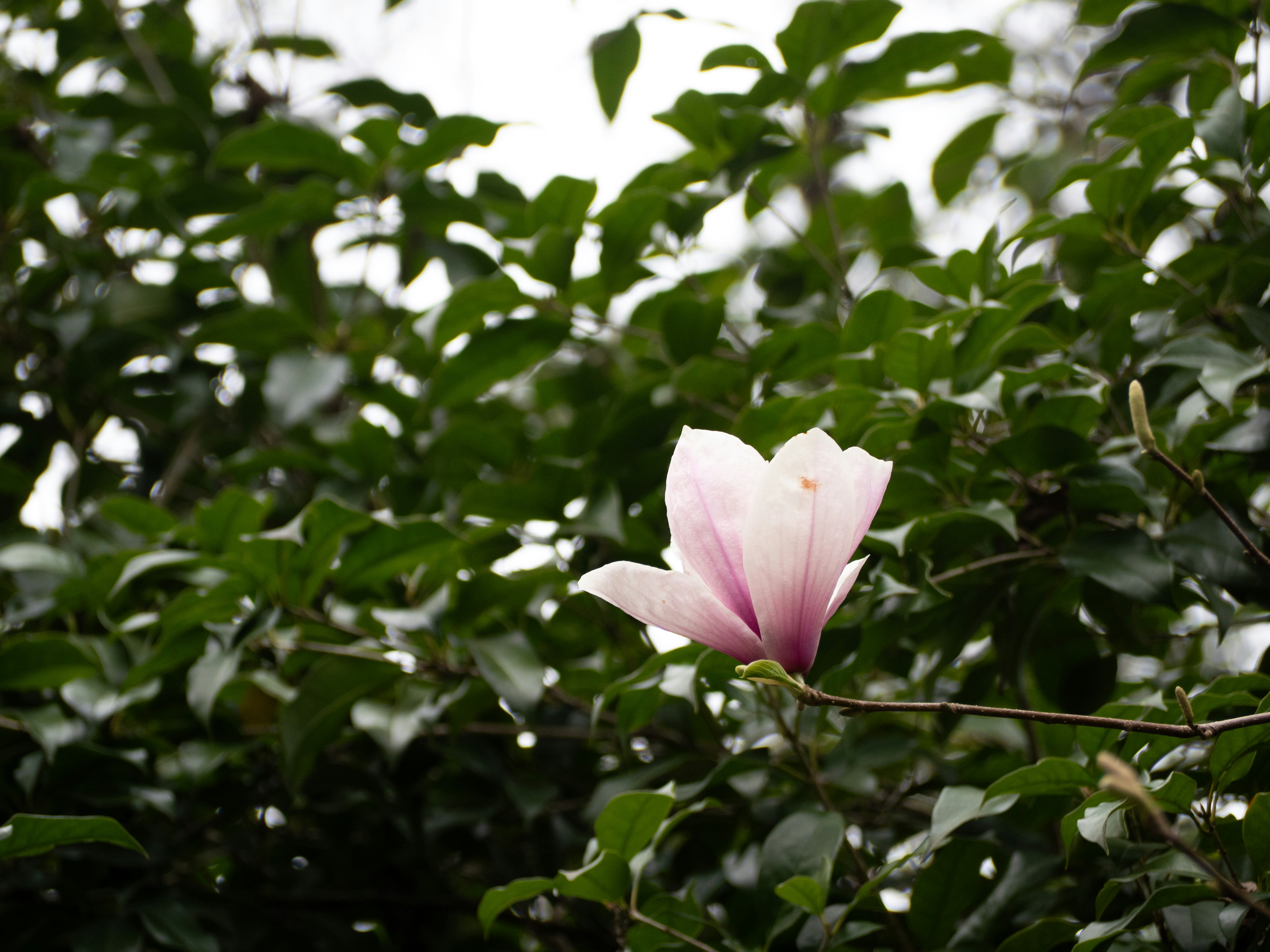 Pink magnolia blossom amid emerald foliage