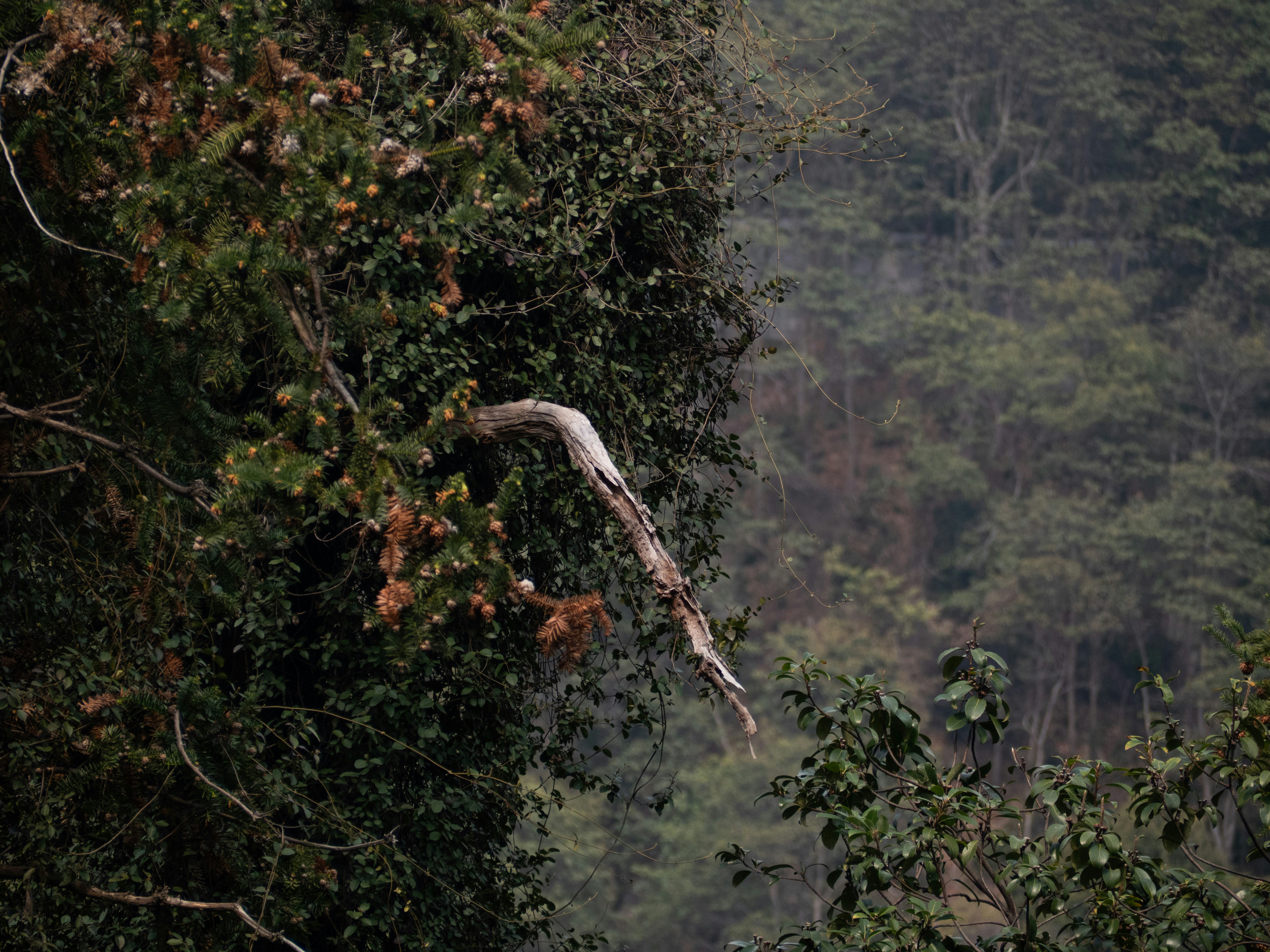 Driftwood Arrow in a Quiet Verdant Mist
