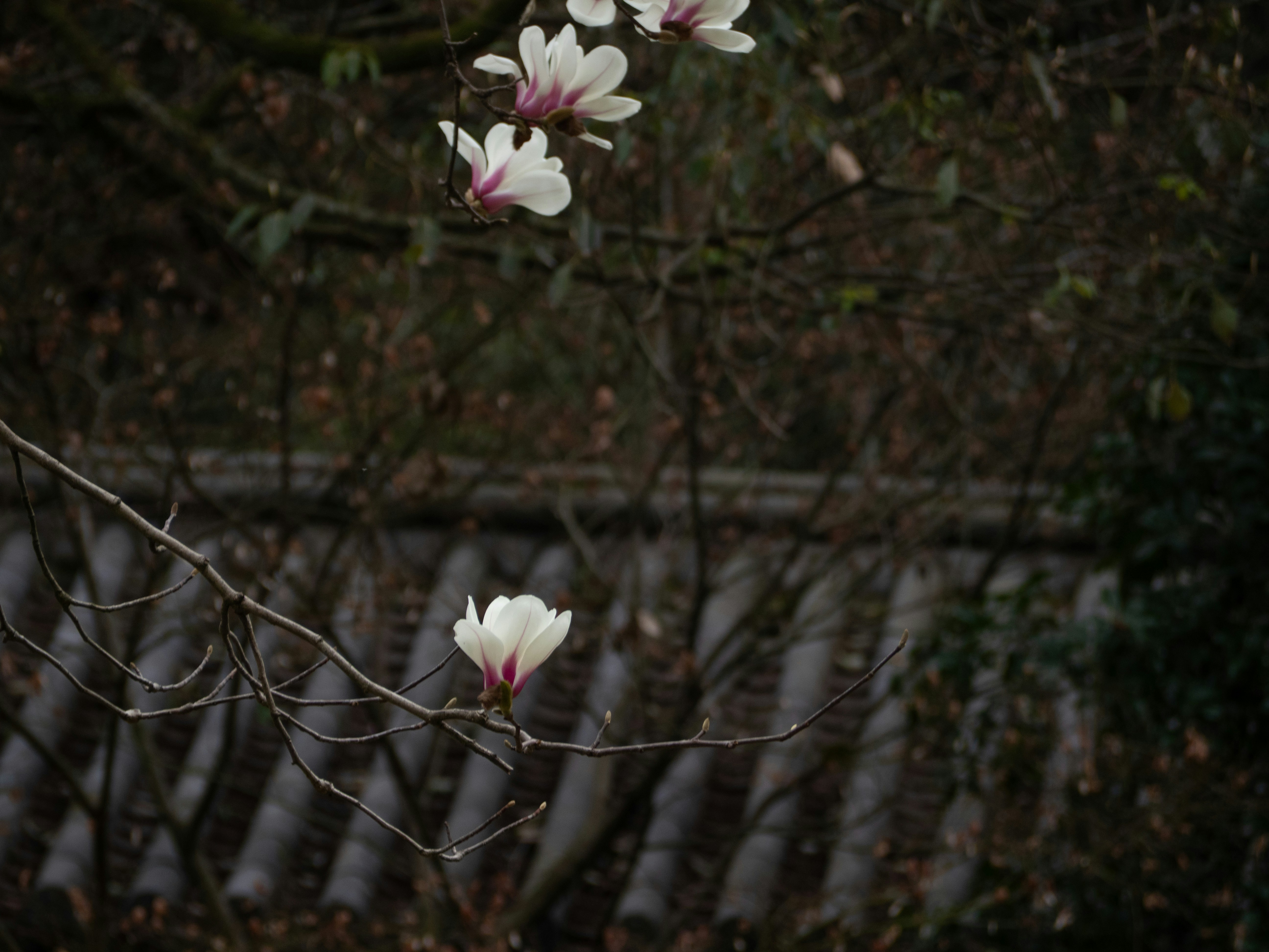 Magnolia blossoms drift above a quiet hedgerow