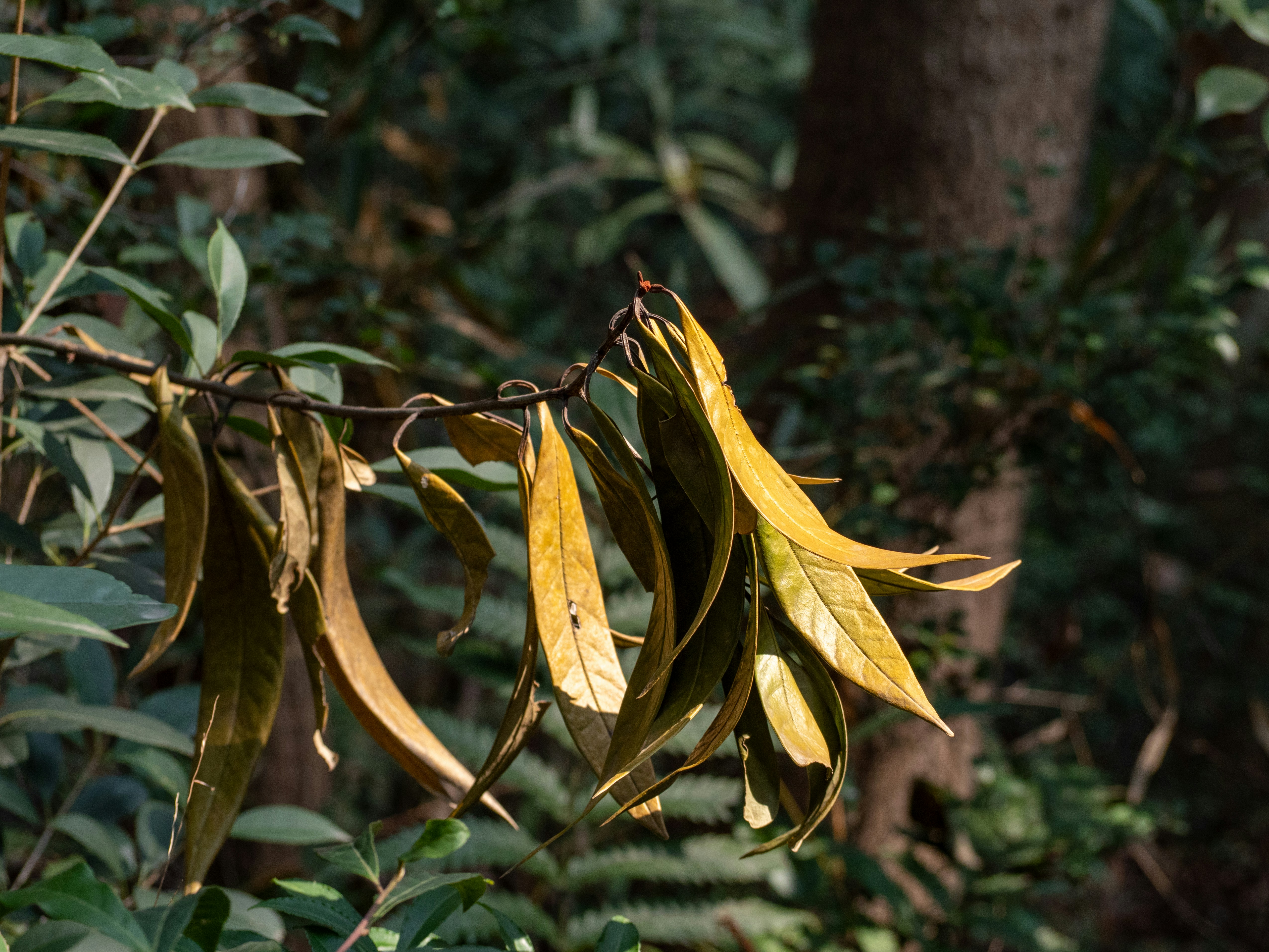Sunlit withered leaves draped over a delicate branch