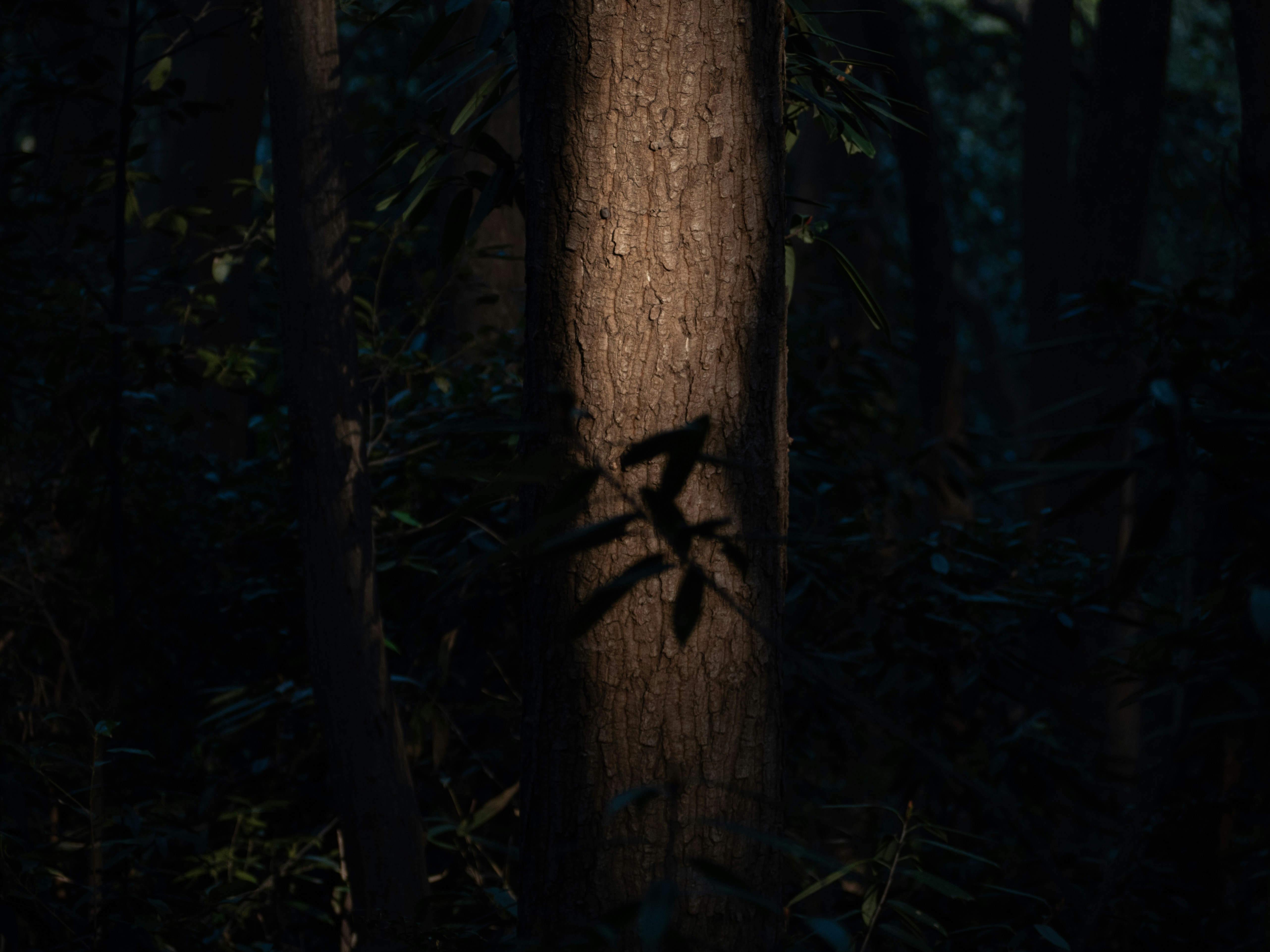 Shadowed Tree Trunk With Silhouetted Leaf Shadow