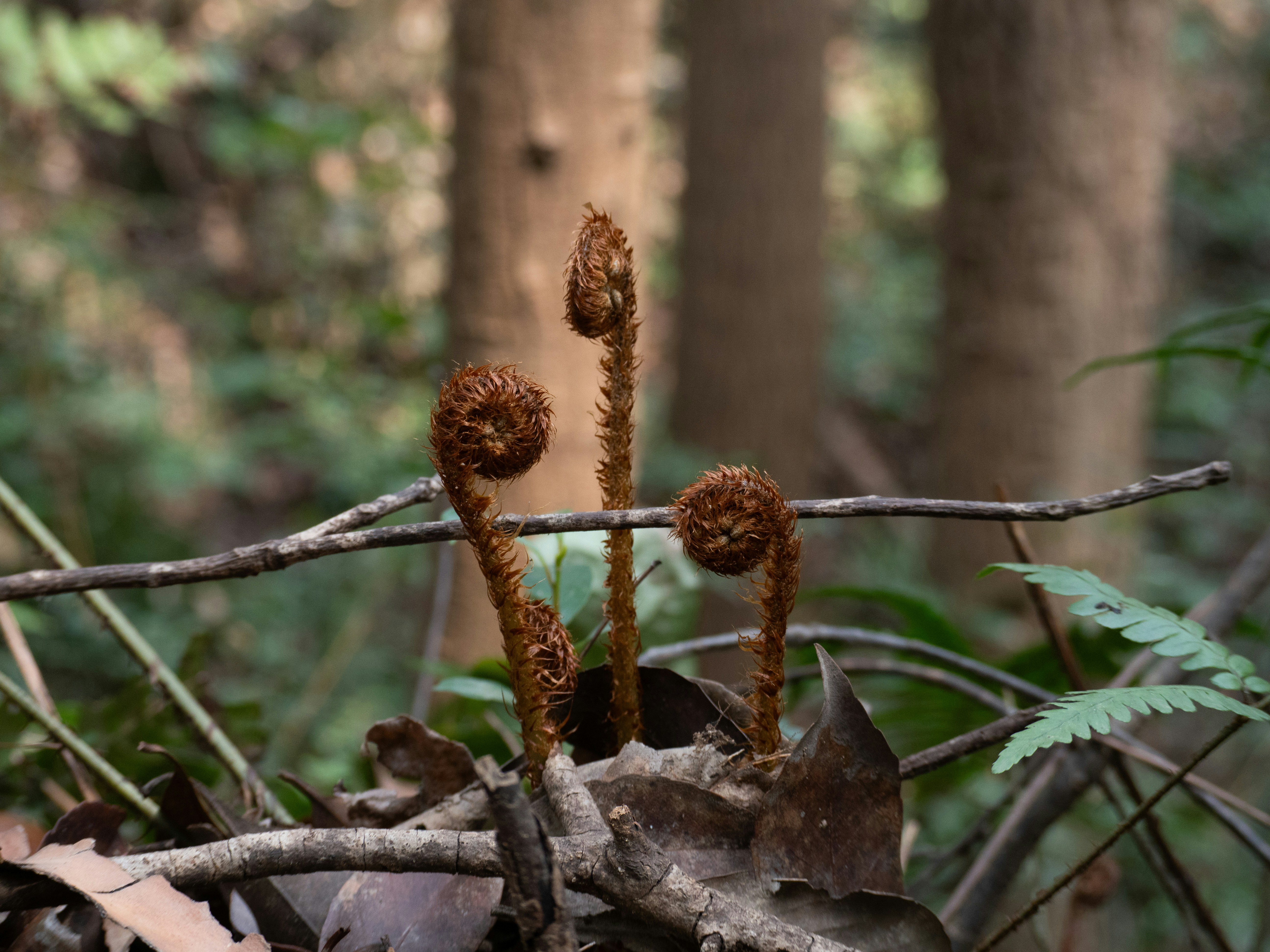Curled Fiddleheads Rising from Forest Floor