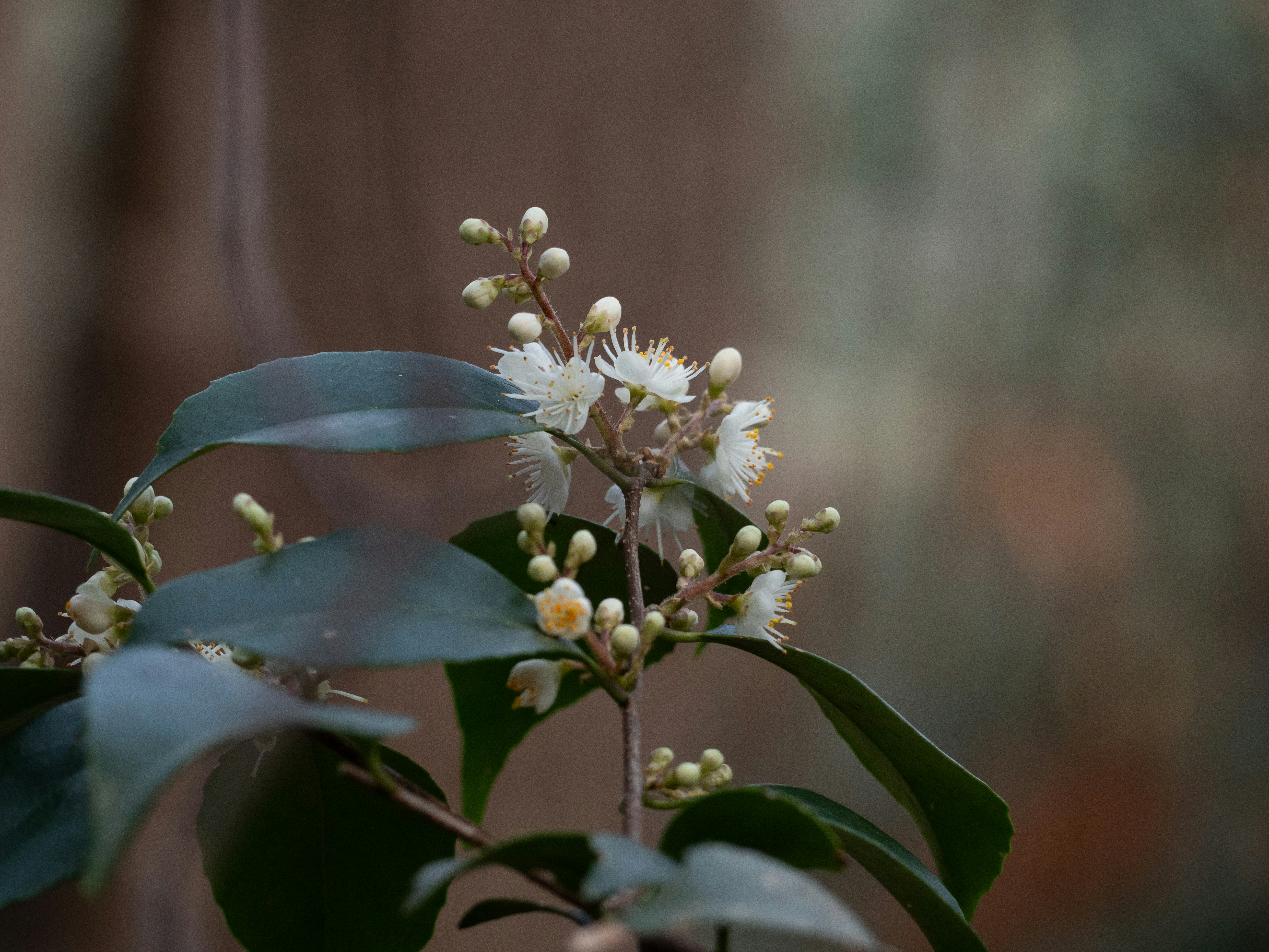 Close-up of small white clustered blossoms with dark green leaves, set against a blurred natural backdrop.