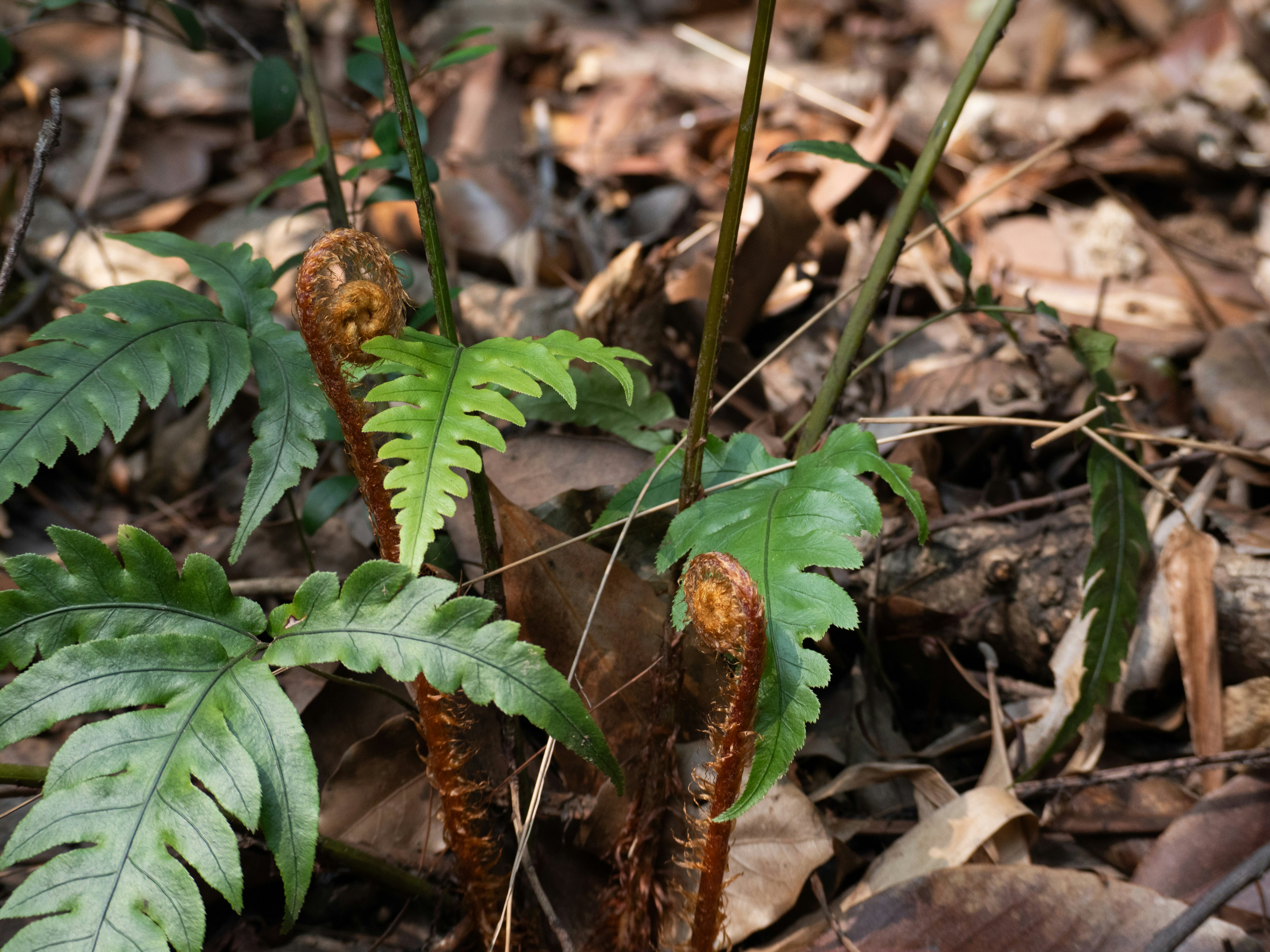 Curled Fern Shoots and Seed Stems Emerging from Leaf Litter