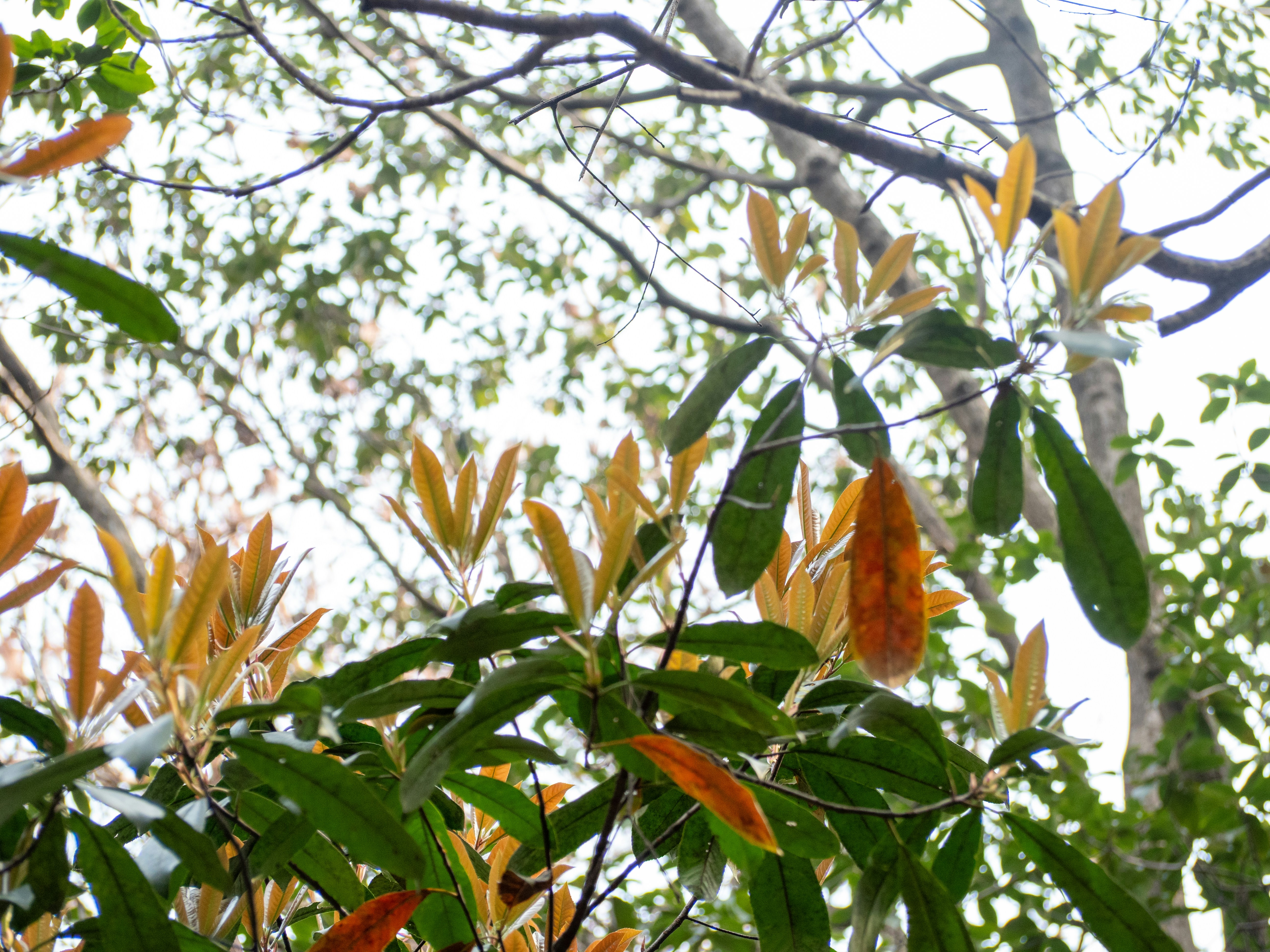 Orange-tipped leaves in sunlit canopy
