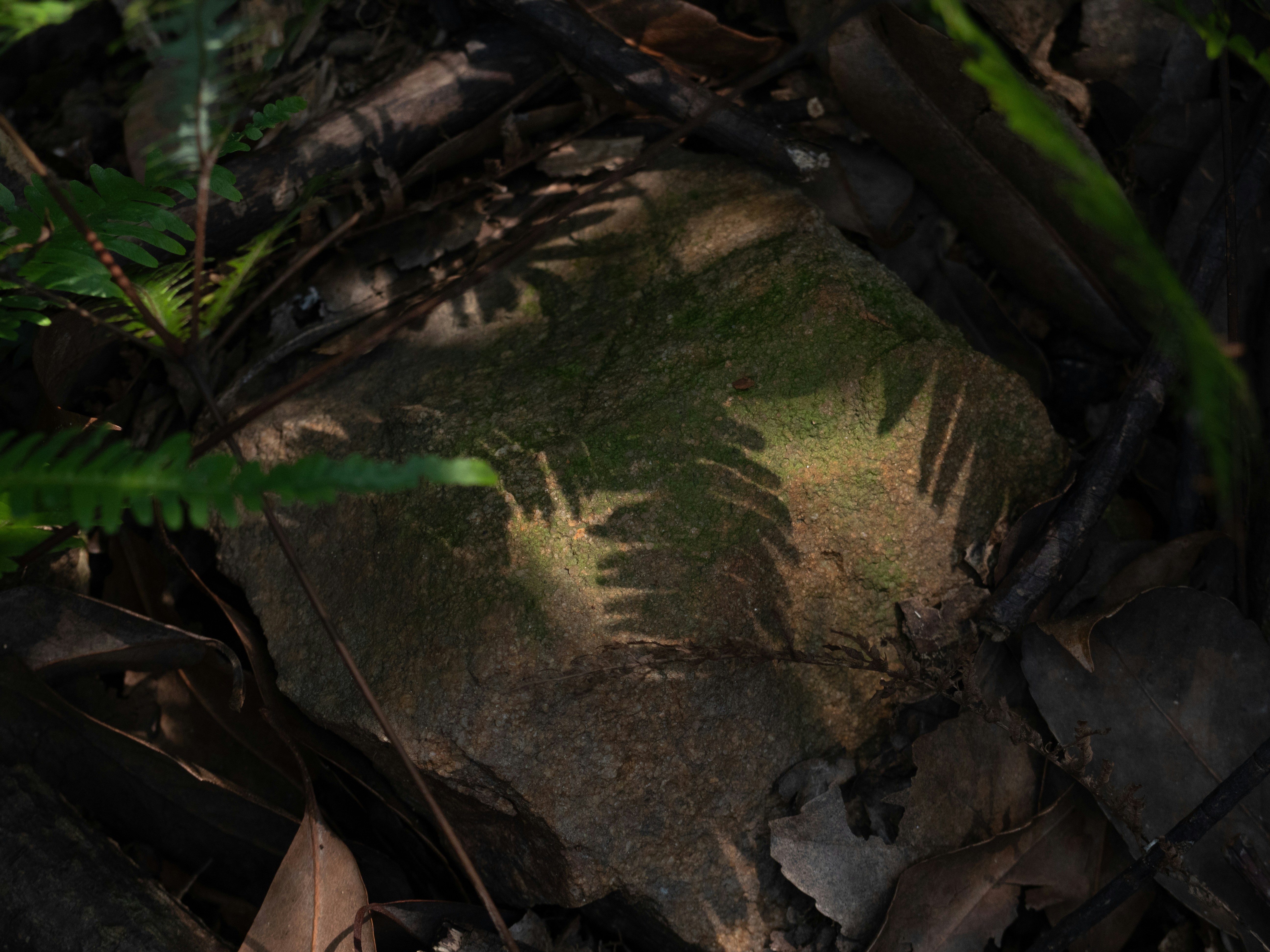 Moss-Cpecced Rock Cast in Sparse Shade