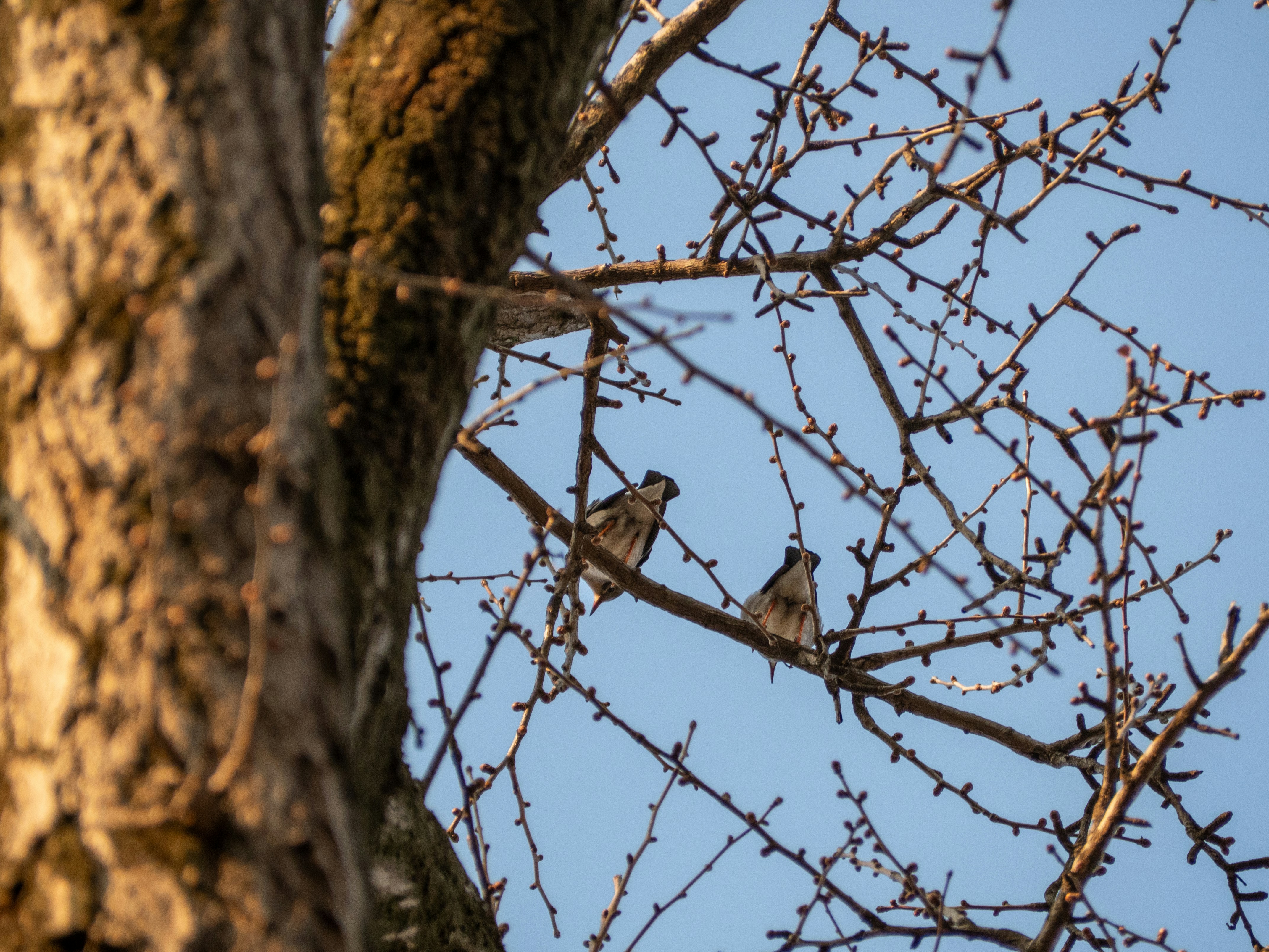Two Small Birds Perched on Bare Branches Against a Clear Sky