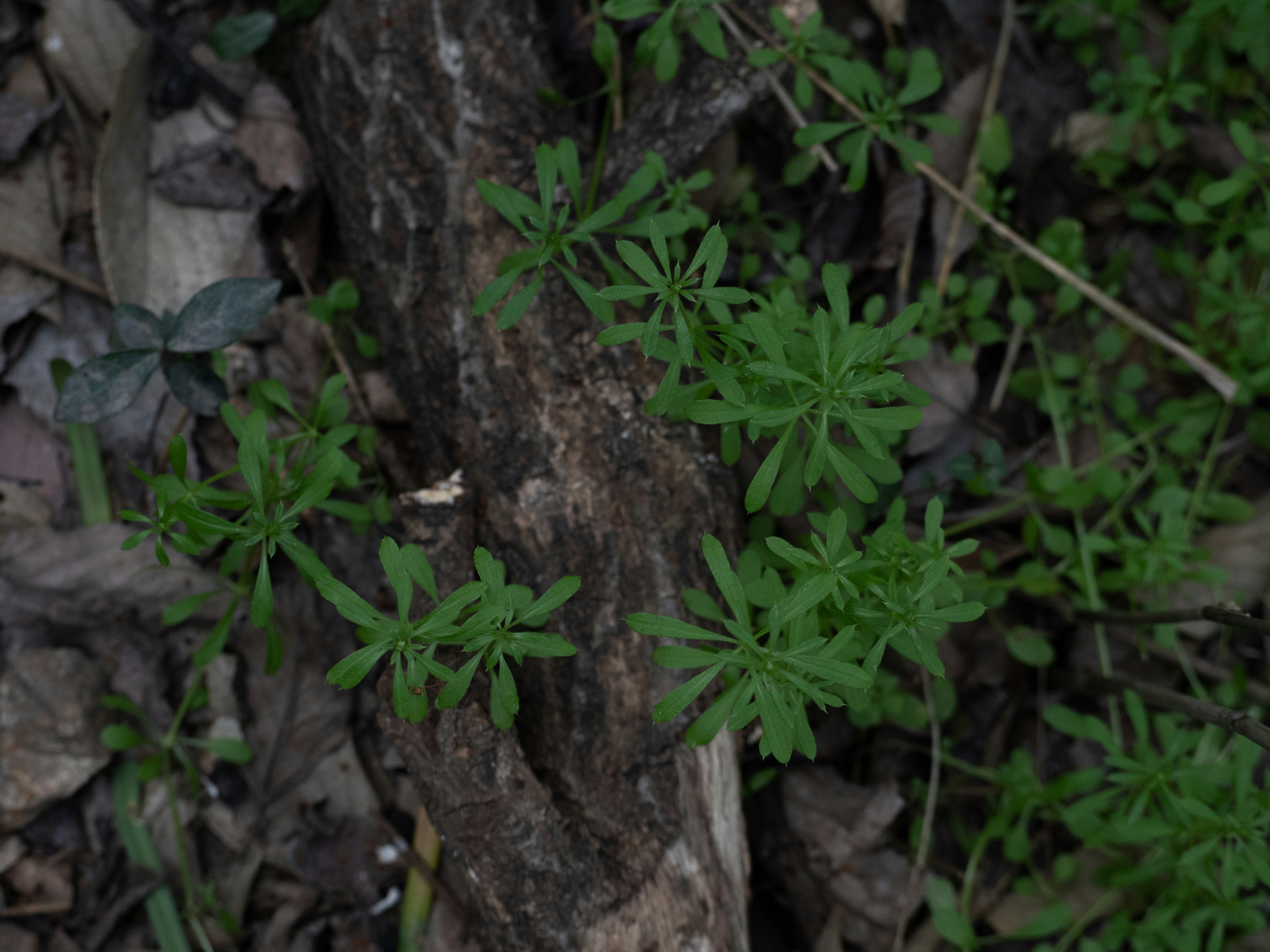 Green Sprouts at the Base of a Weathered Tree