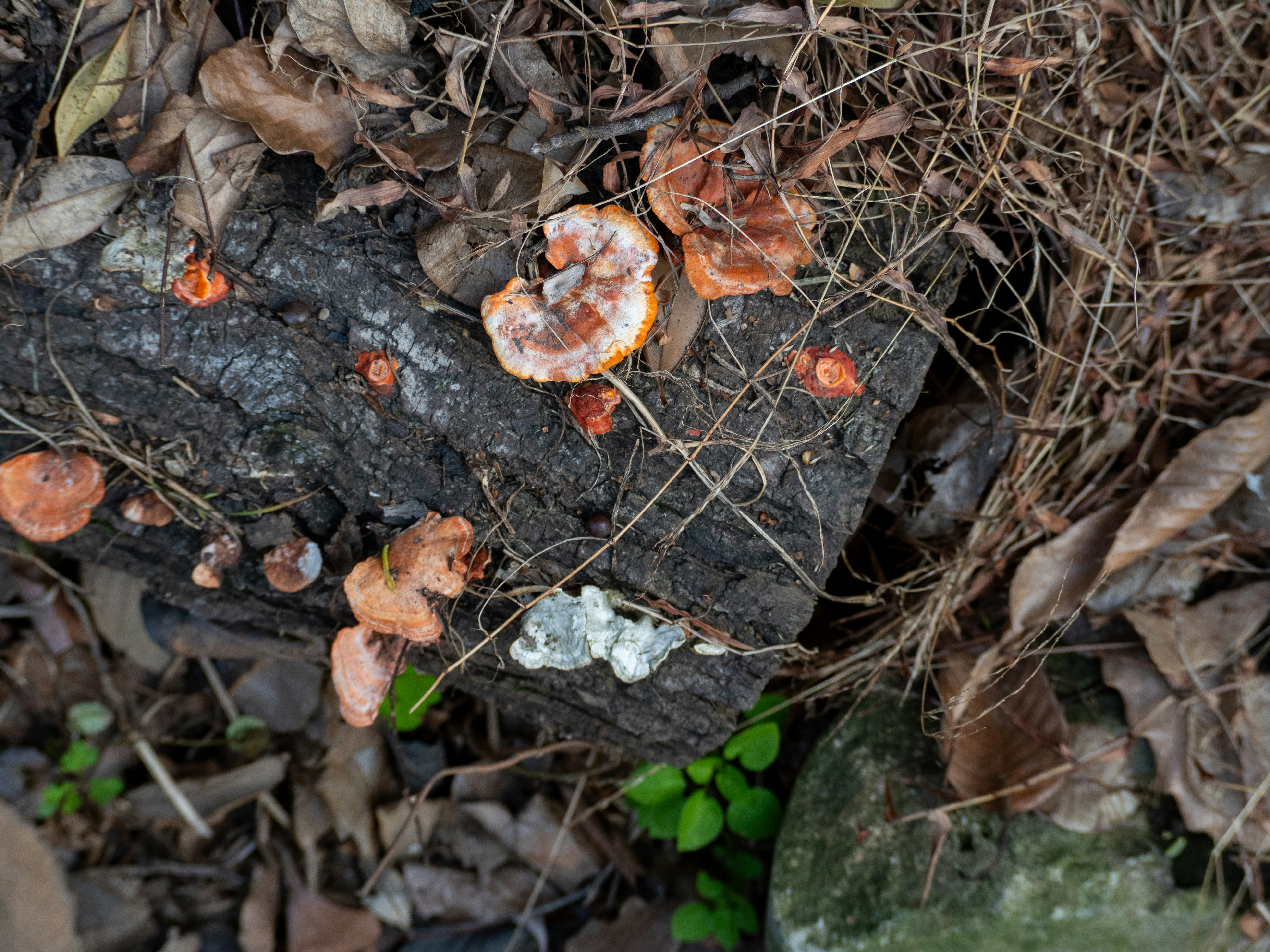 Orange Shelf Fungus on Mossy Log Amid Fallen Leaves
