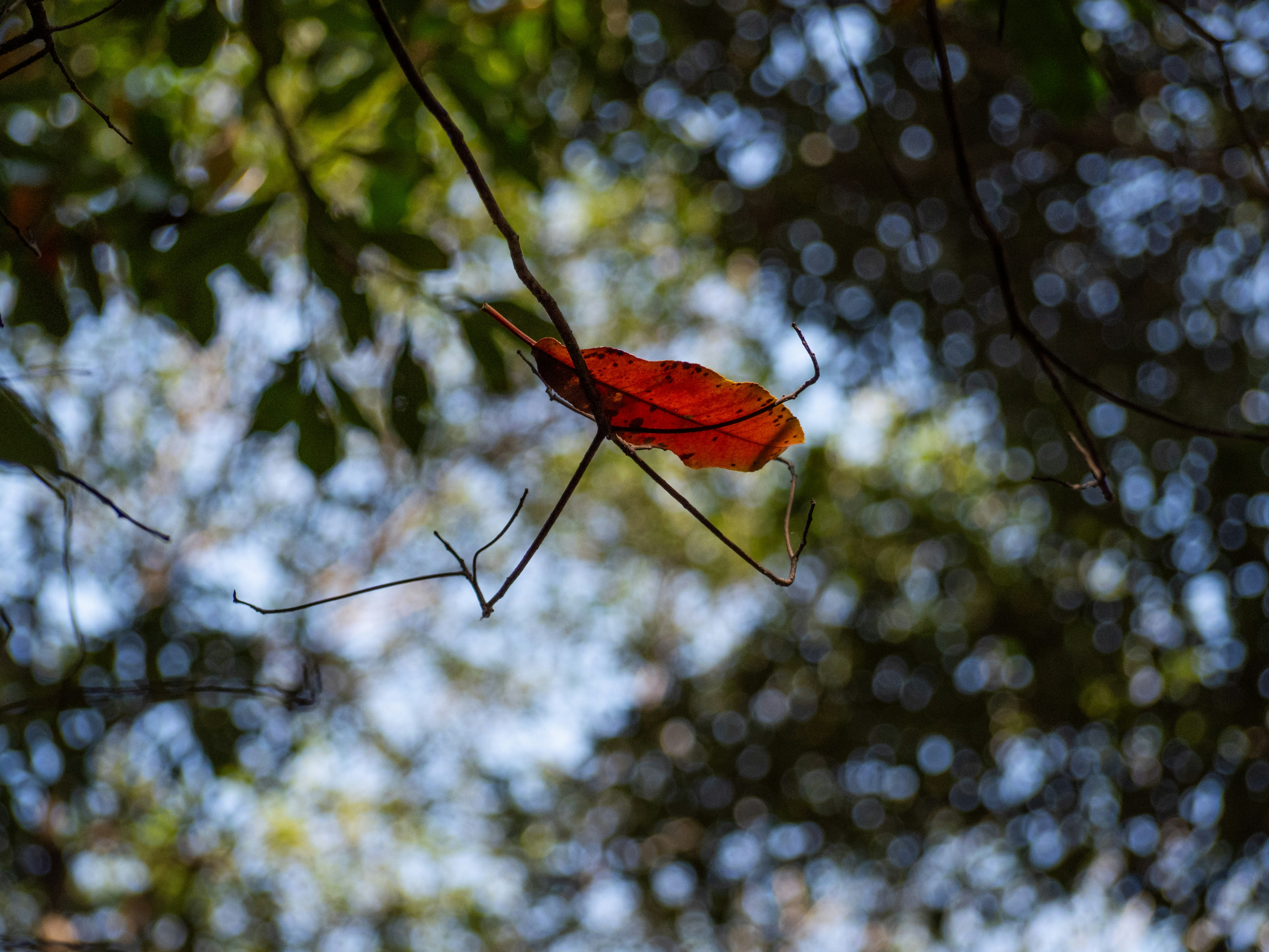 Single crimson leaf against a canopy of dappled light