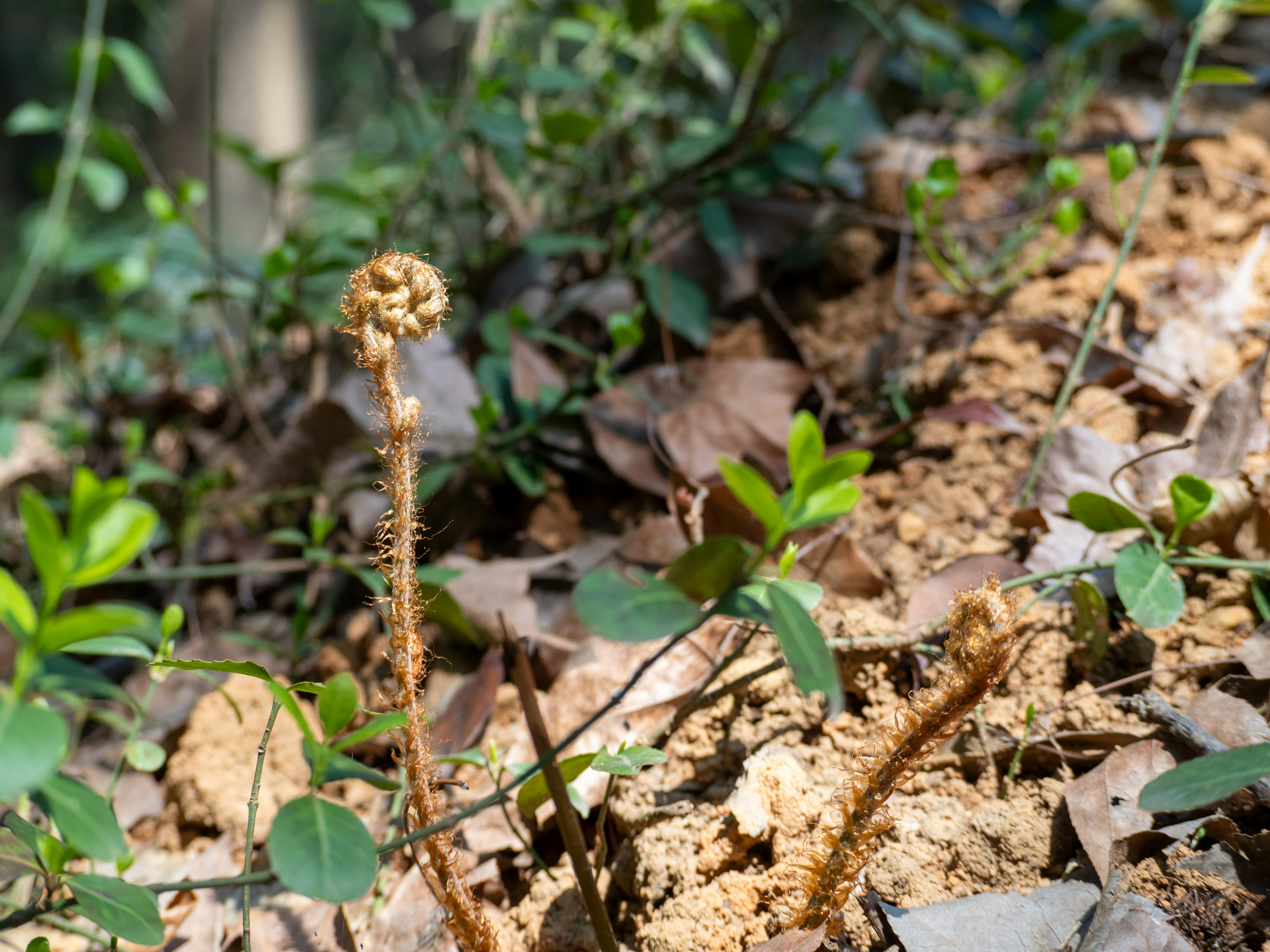 Withered Seed Head Rising Among Quiet Soil and Greenery
