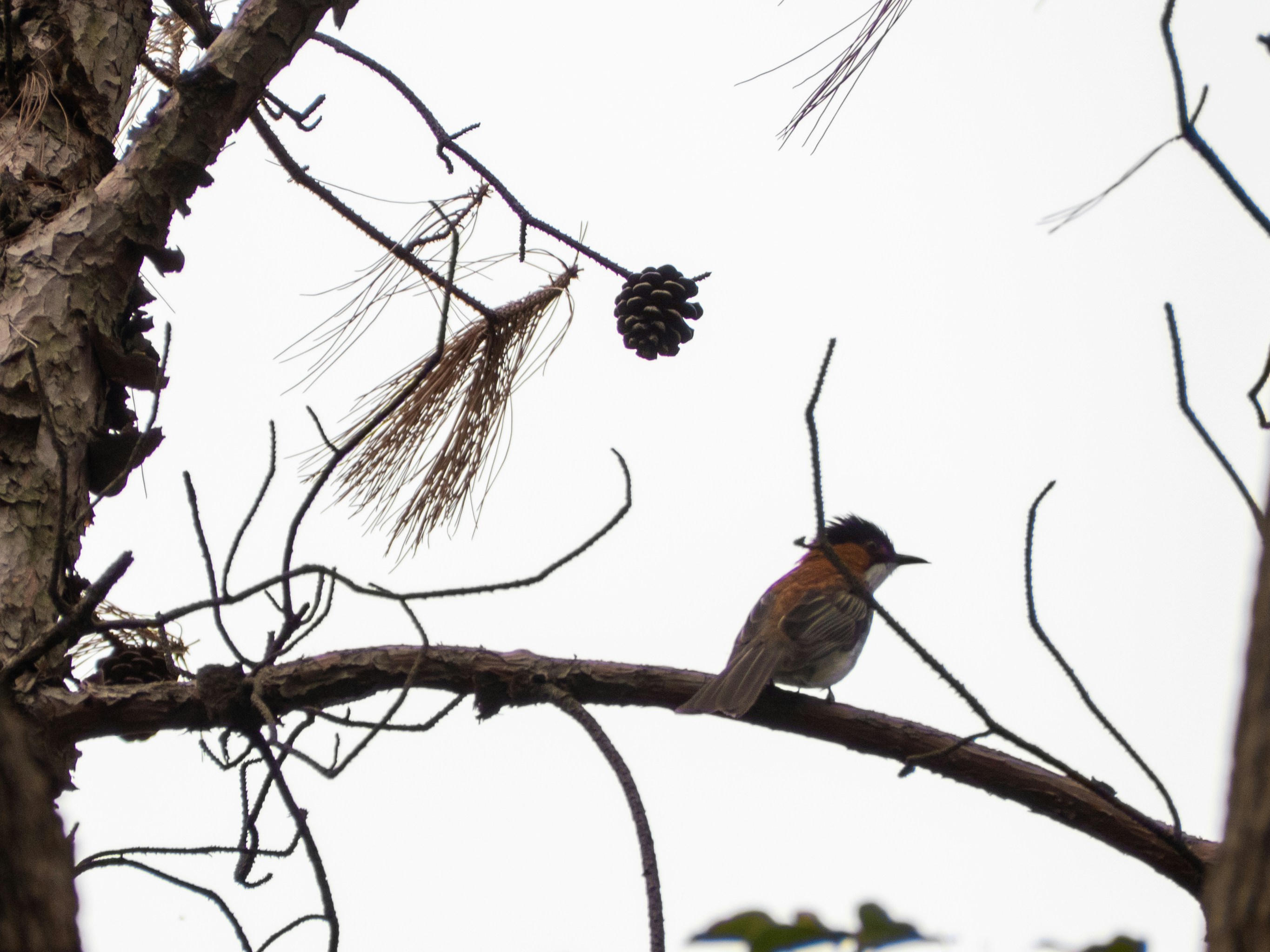 Perched Songbird in a Sparse Winter Canopy