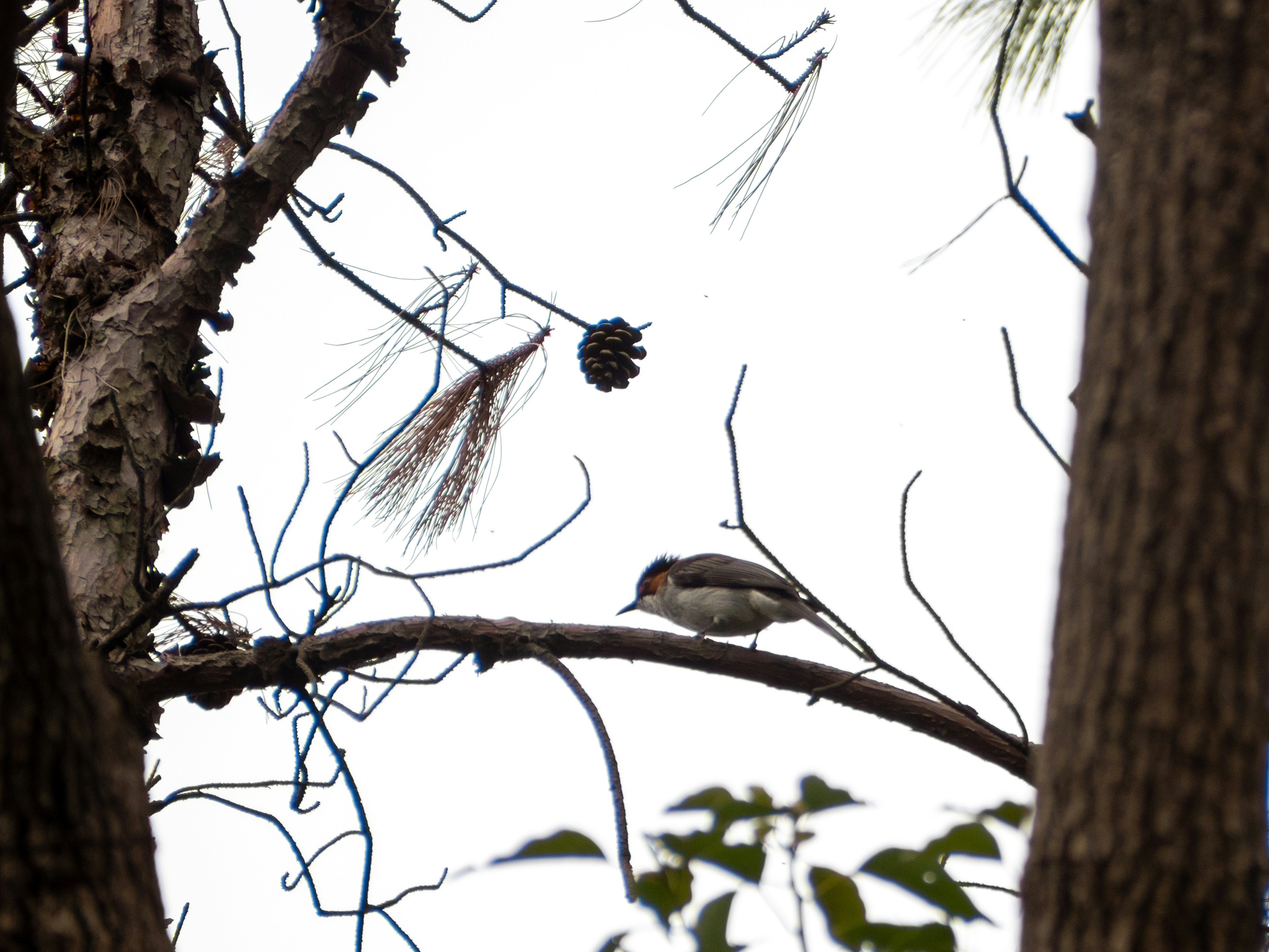Tiny Songbird Perched on a Curved Branch Amid Silhouetted Pines