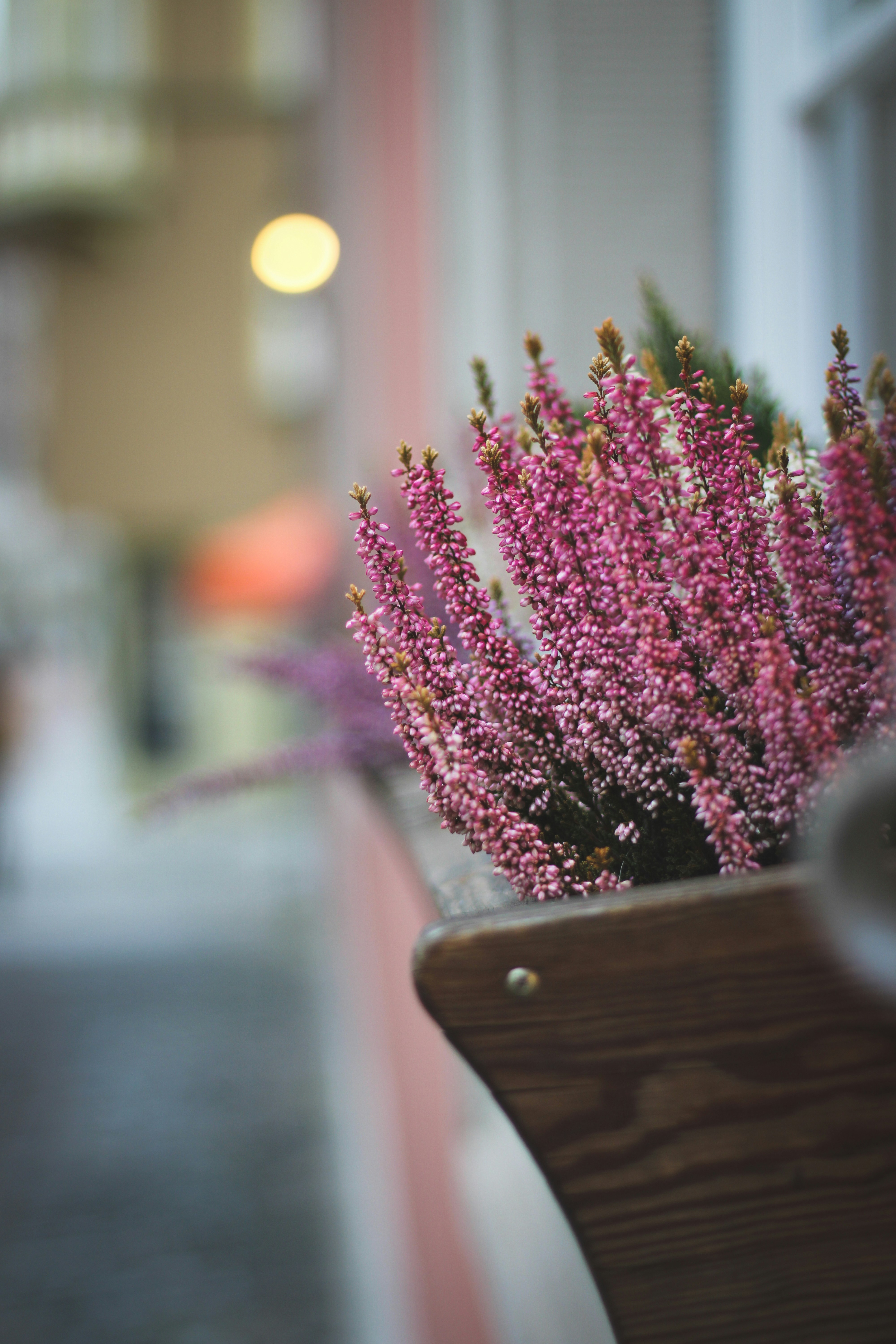 Pink heather in a wooden planter against an urban street backdrop